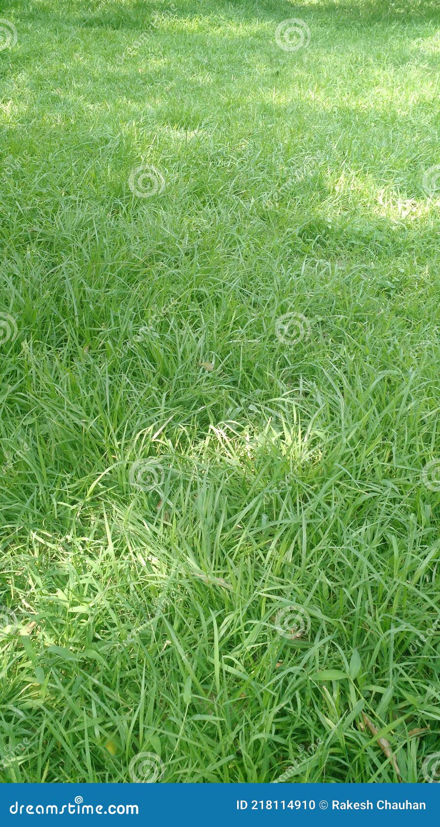 Indian Garden Grass stock photo. Image of grassland - 218114910