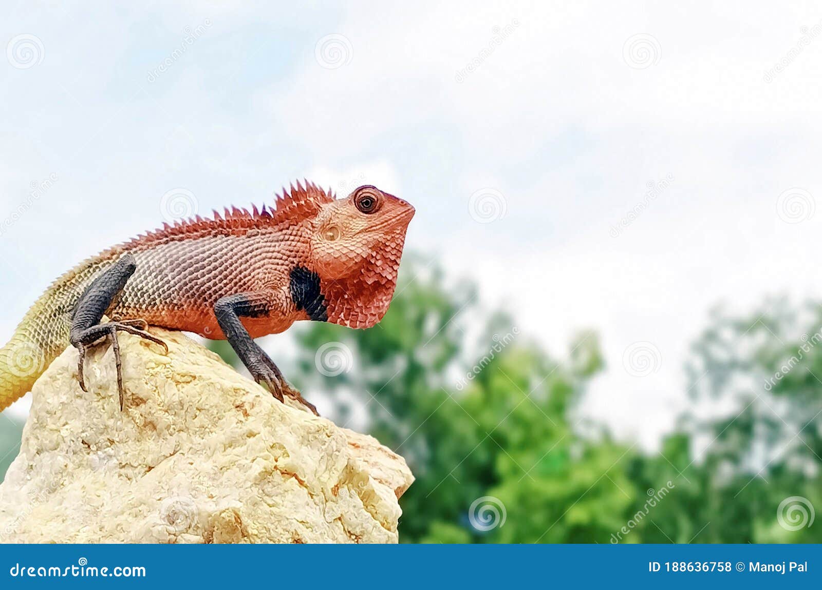 INDIAN GARDEN LIZARD stock photo. Image of oriental - 188636758