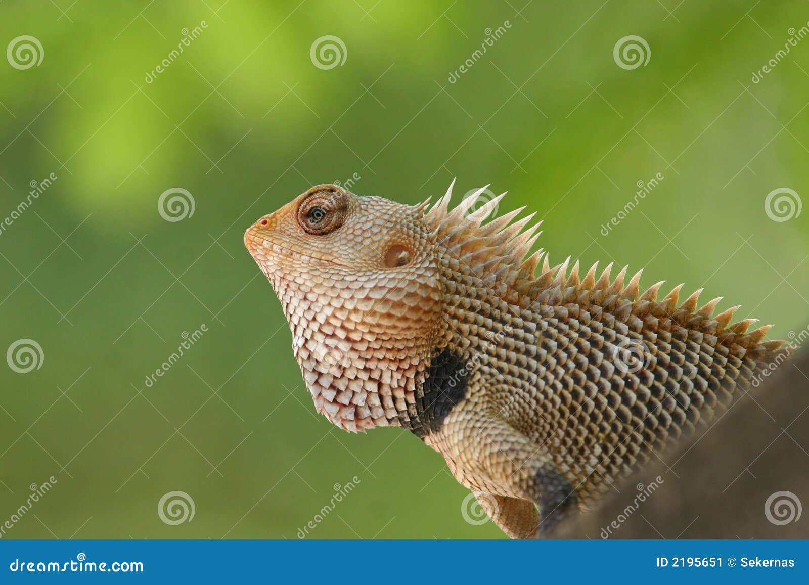 Indian garden lizard stock image. Image of blooded, reptile - 2195651