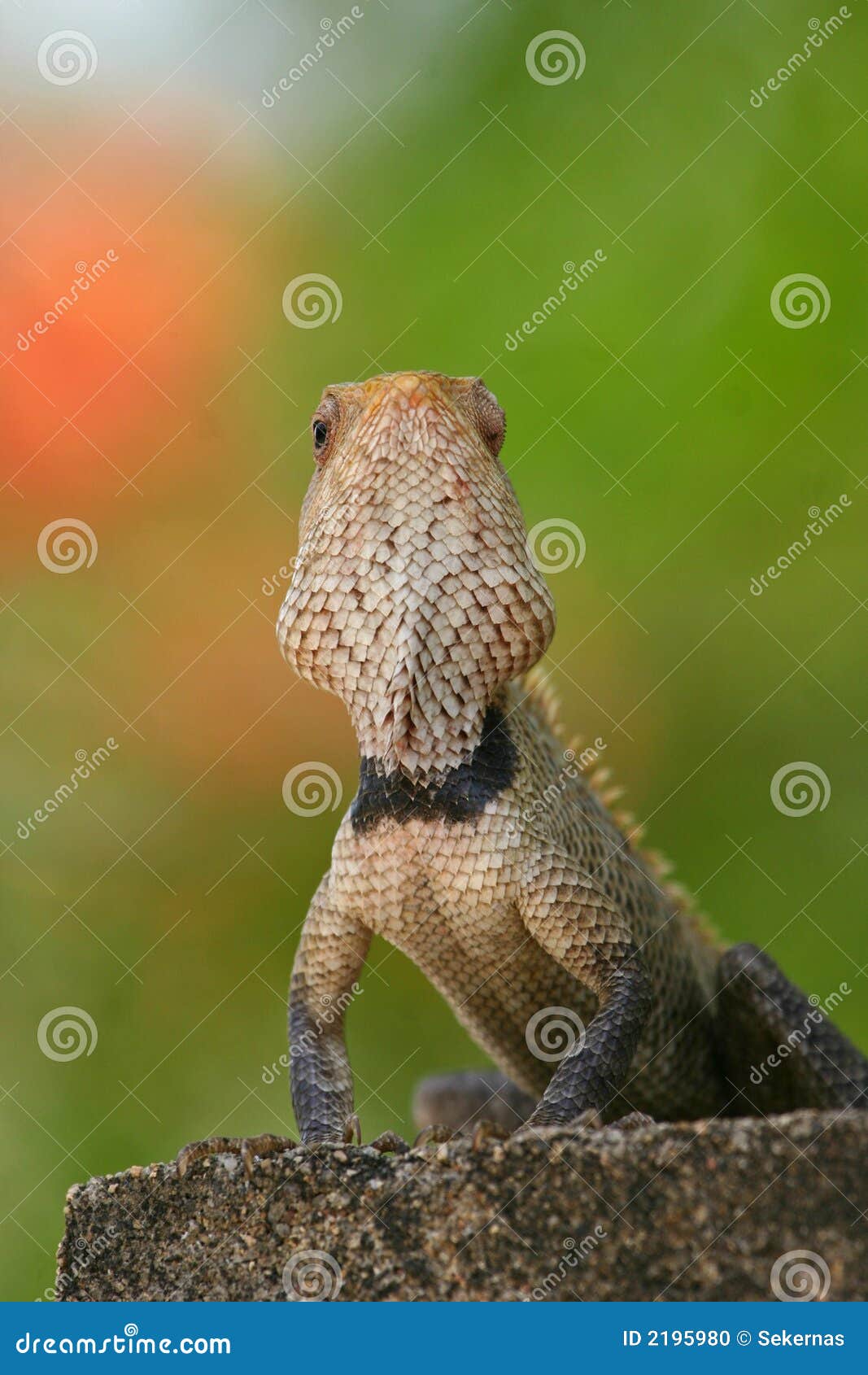 Indian garden lizard stock photo. Image of animals, reptiles - 2195980