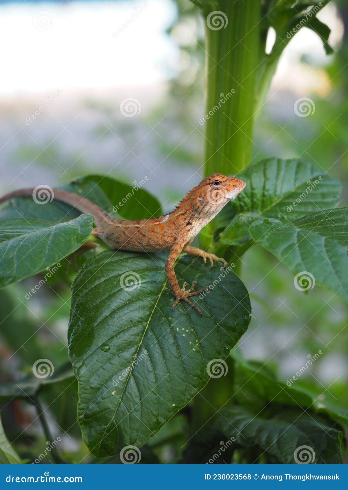 Indian Garden Lizard (Calotes Versicolor Daudin) Stock Photo - Image of ...