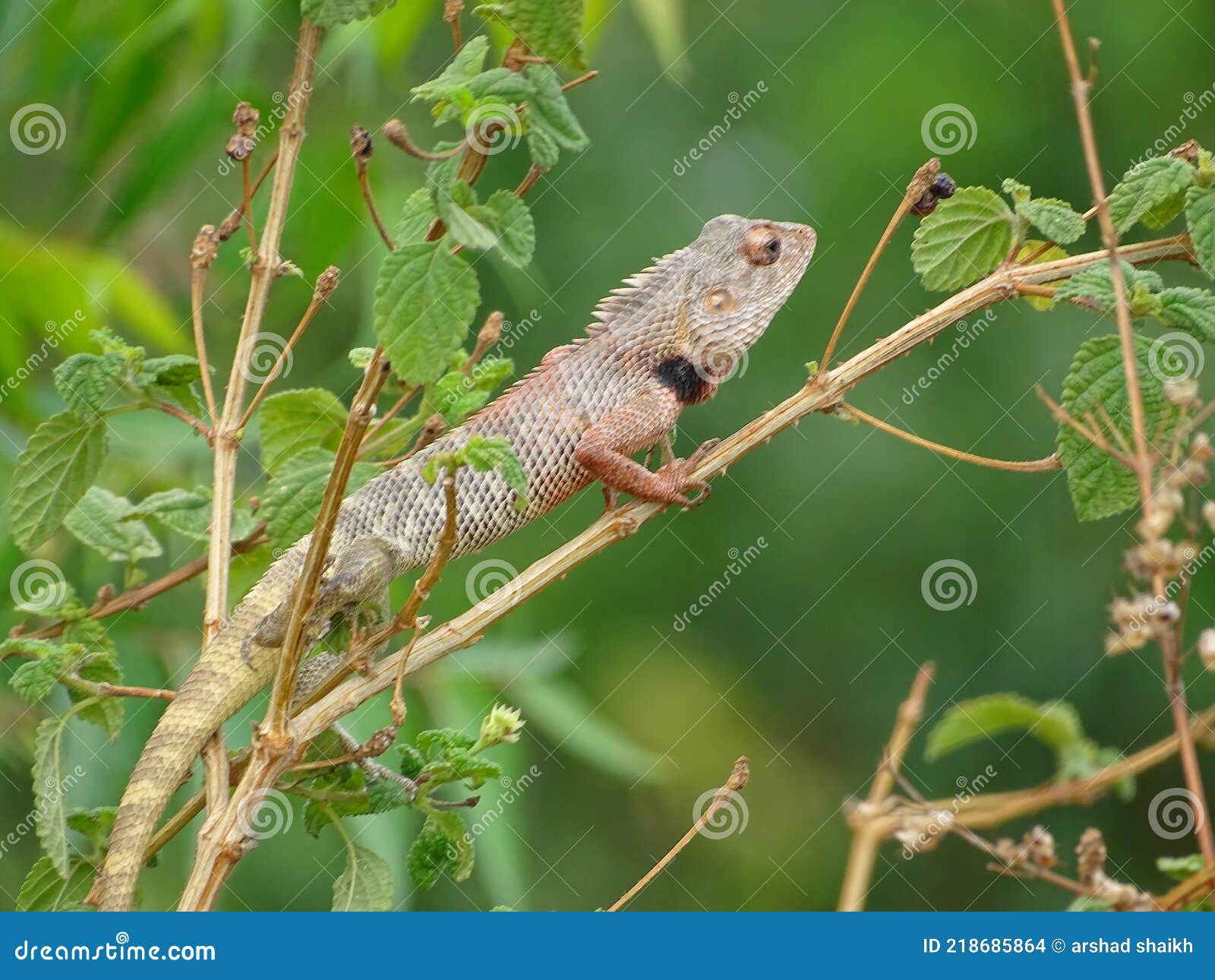 Indian Garden Lizard Chameleon Stock Photo | CartoonDealer.com #218685864
