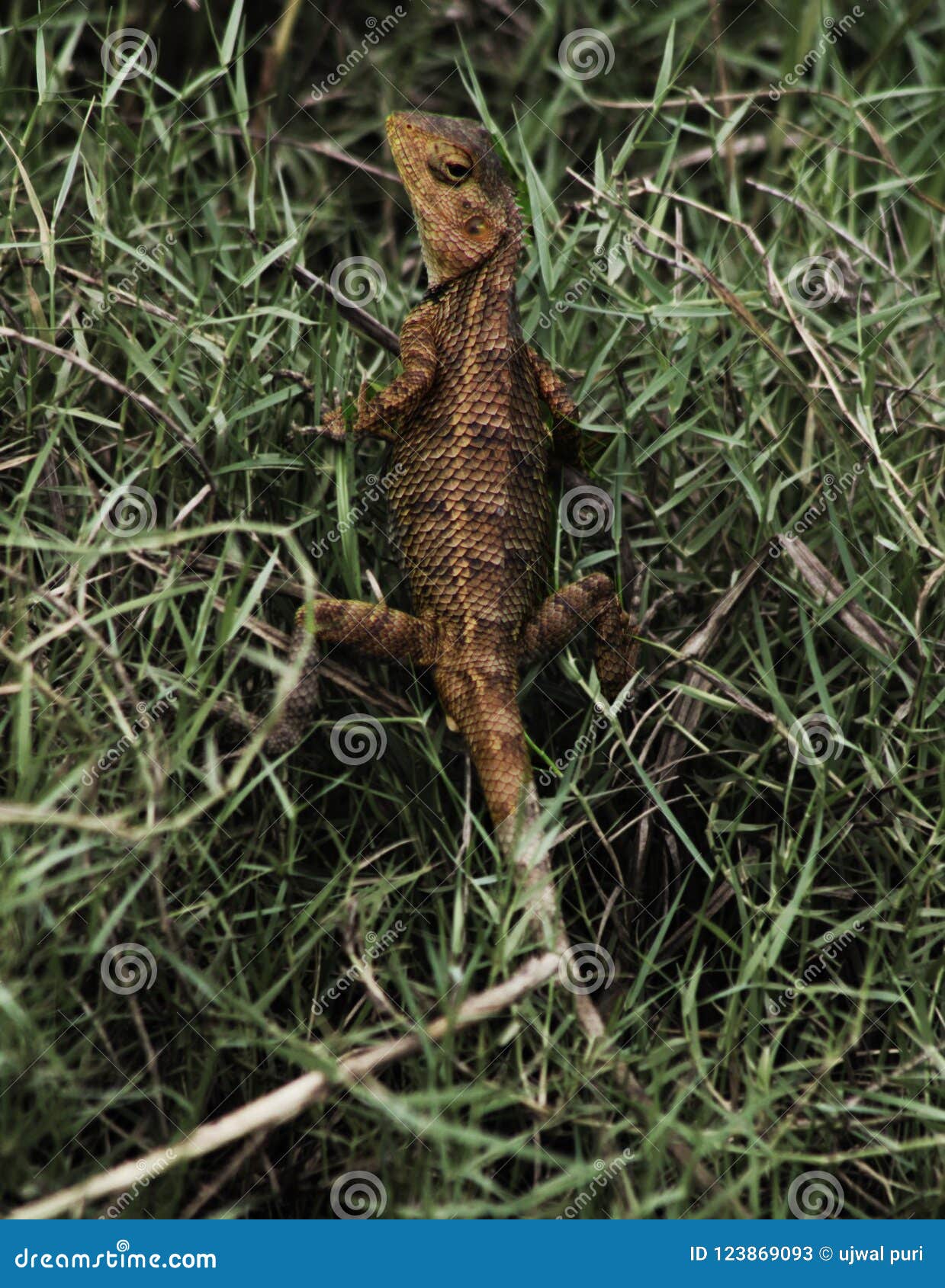 Indian garden lizard stock image. Image of indian, lizard - 123869093