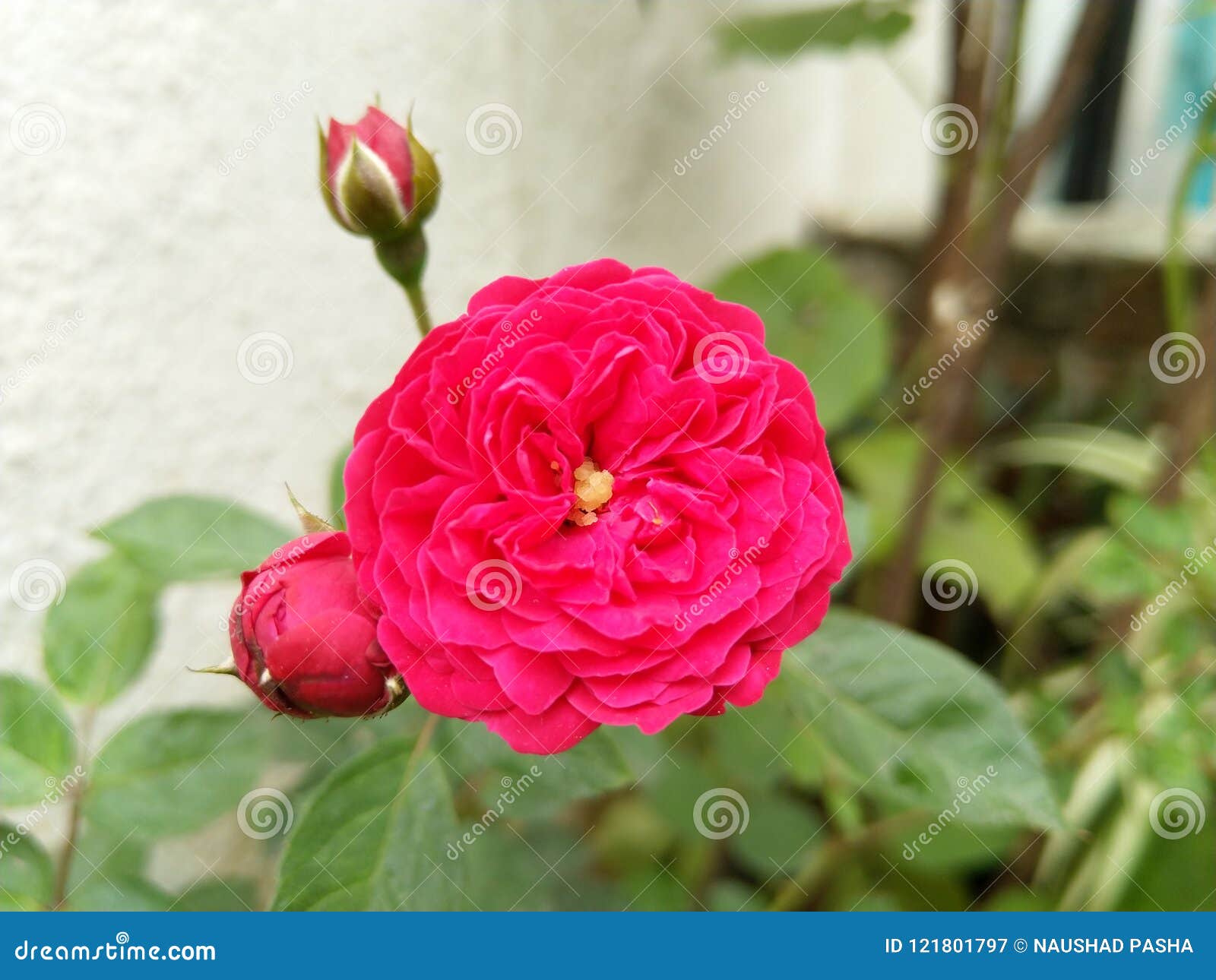 Red button rose stock image. Image of gard, button, indian - 121801797