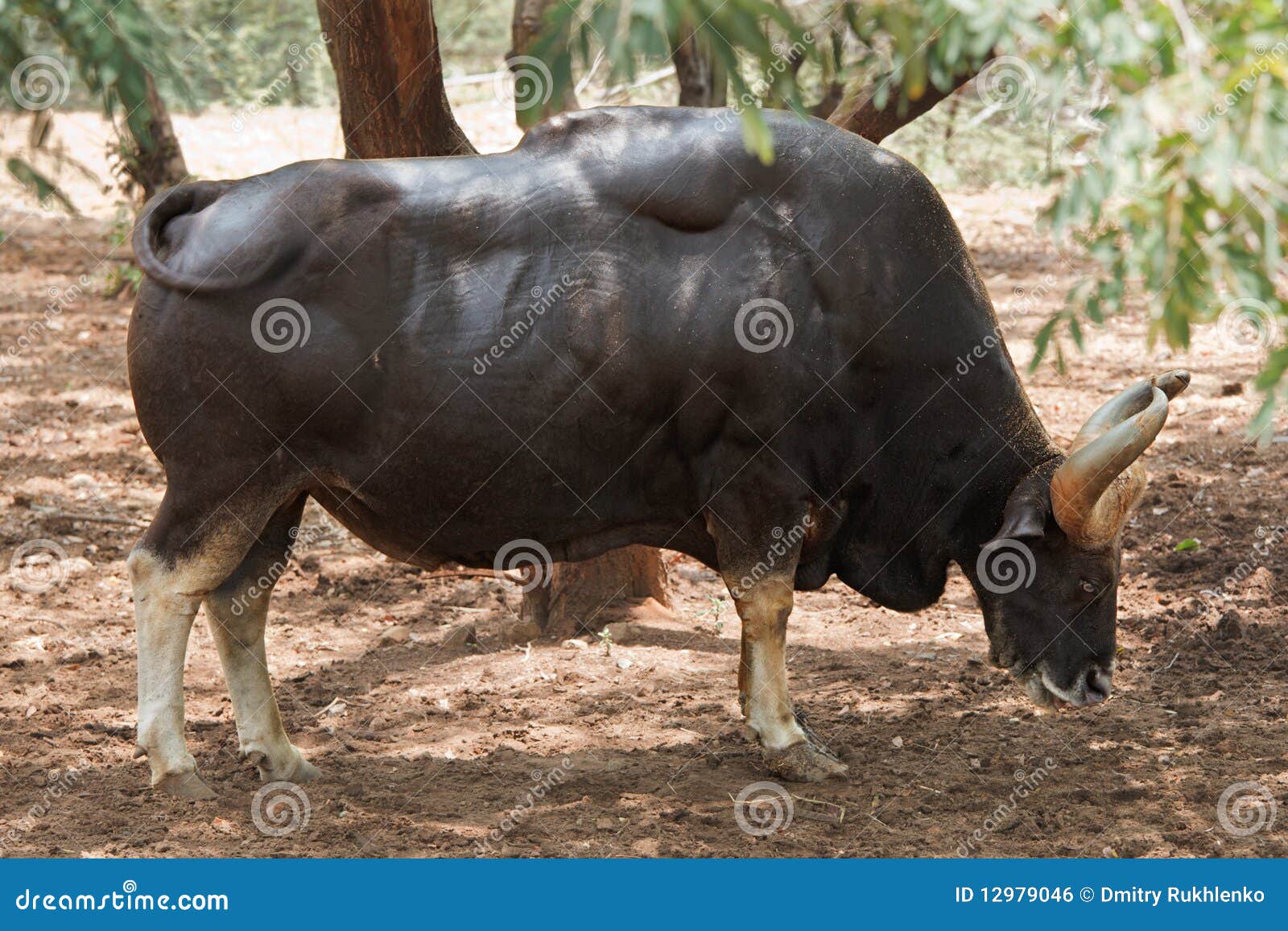 Indian gaur stock photo. Image of bull, jungles, gaur - 12979046