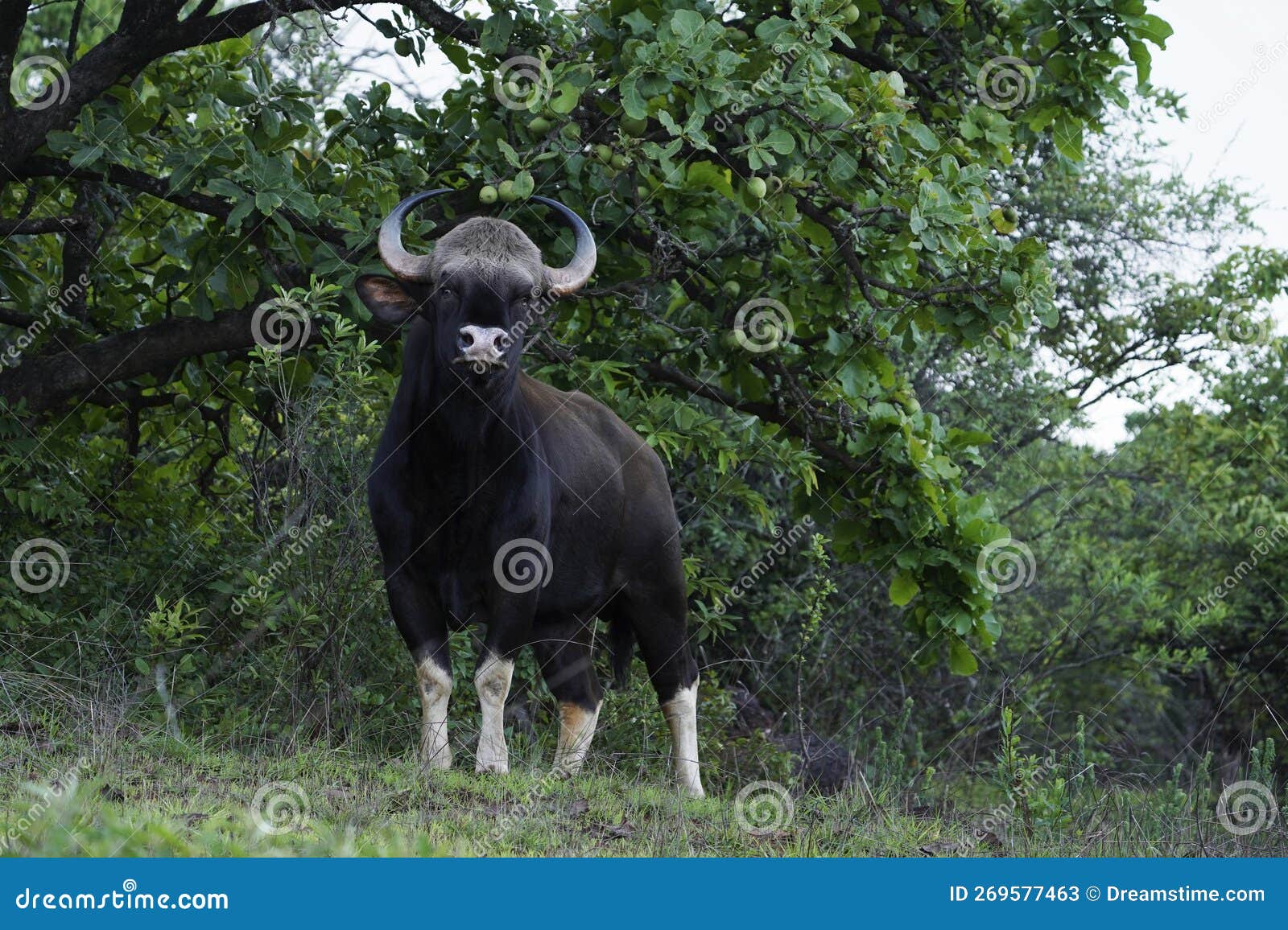 Indian Gaur Also Called the Indian Bison, Bos Gaurus, Satara ...