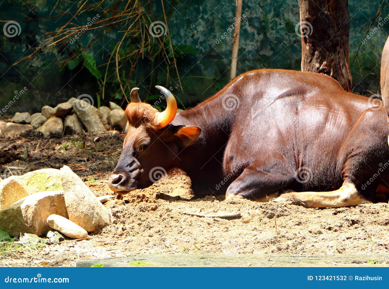 The Indian Gaur Bos Gaurus, Also Called the Indian Bison. Stock Photo ...