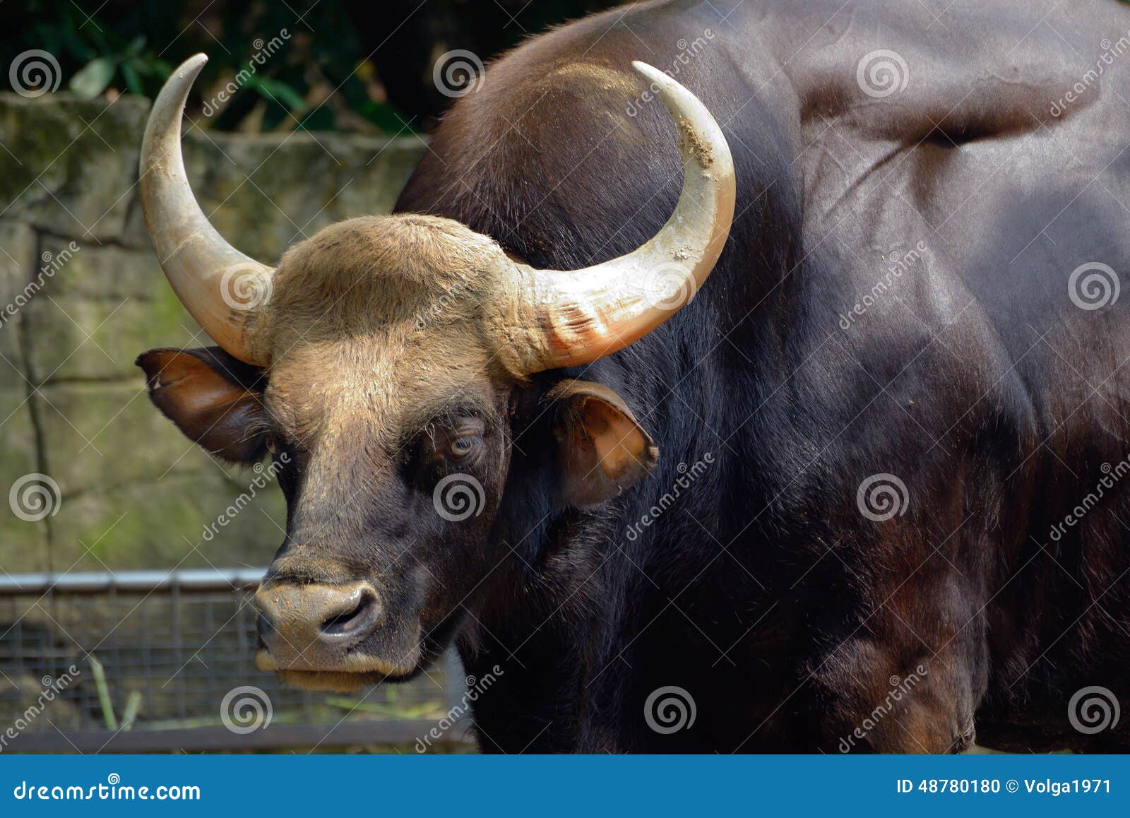 Indian gaur stock photo. Image of stand, bull, buffalo - 48780180