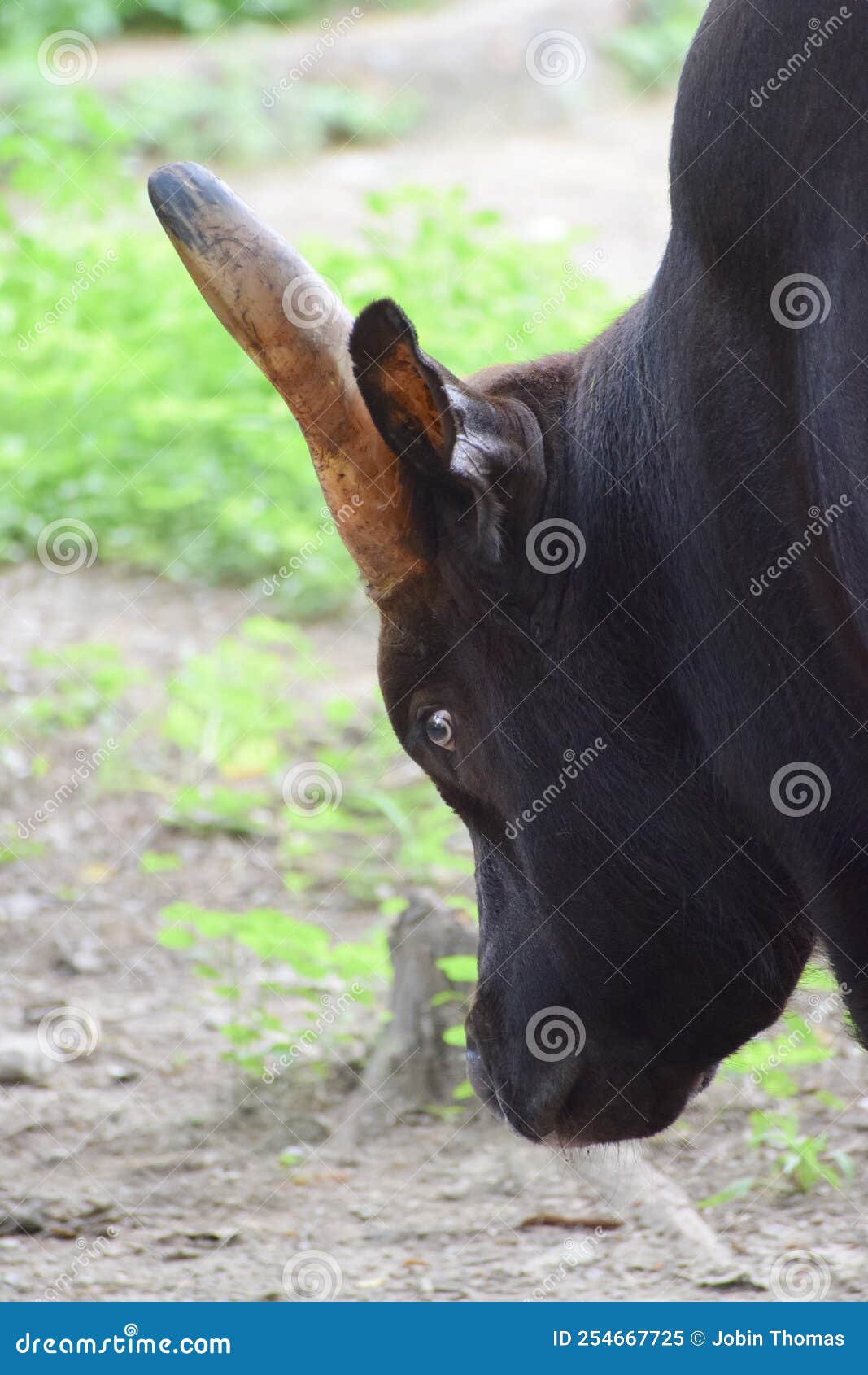 Indian Gaur stock image. Image of horn, ground, goar - 254667725