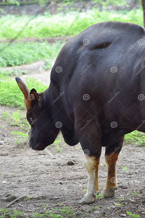 Indian Gaur stock image. Image of horse, bison, forest - 254667731