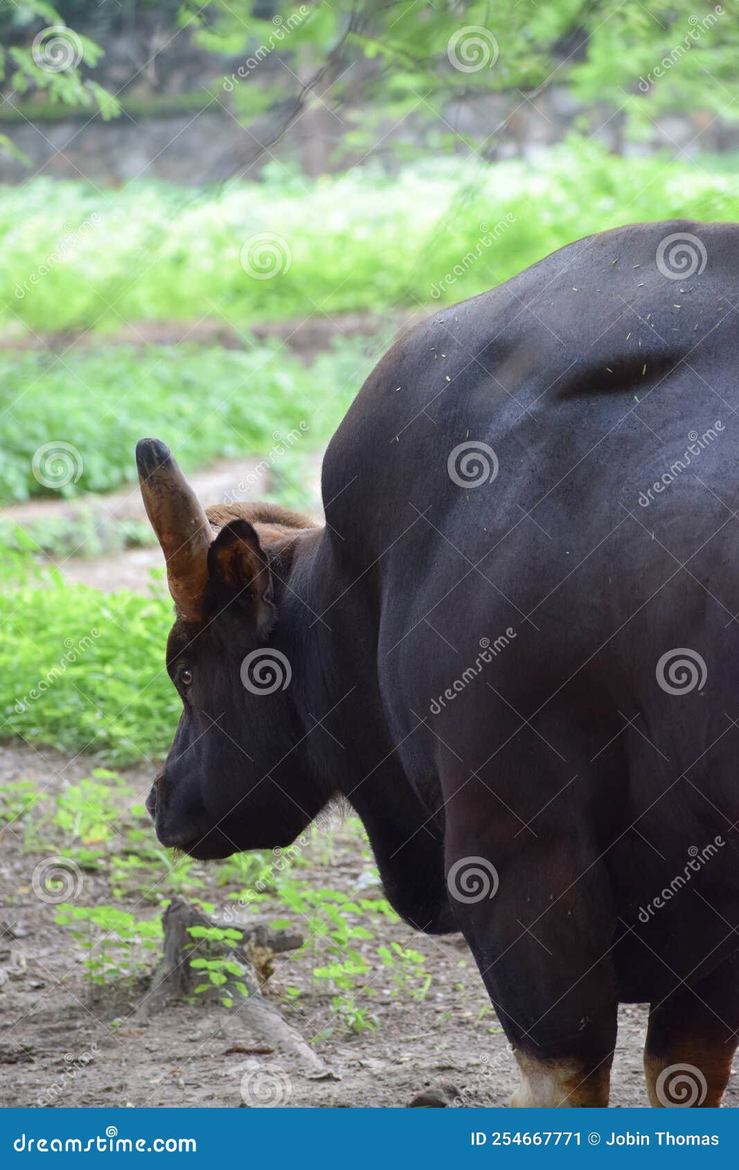 Indian Gaur stock image. Image of head, asia, jungle - 254667771