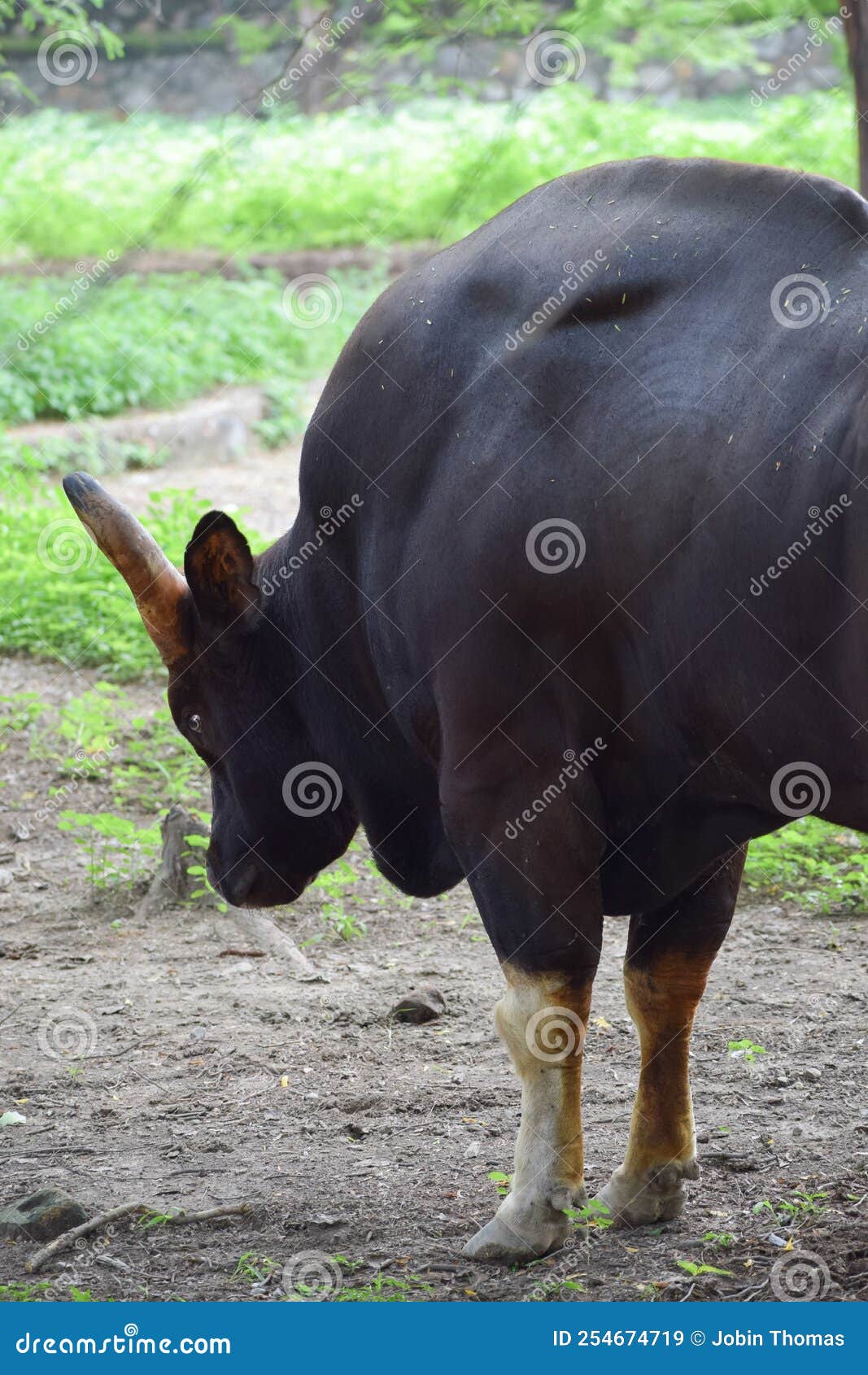 Indian Gaur stock image. Image of grass, head, animal - 254674719