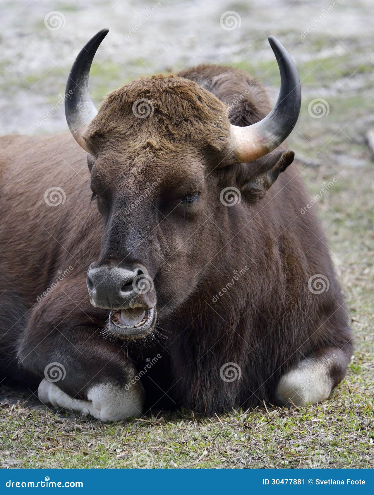 The Indian Gaur Bos Gaurus, Also Called The Indian Bison. Stock ...