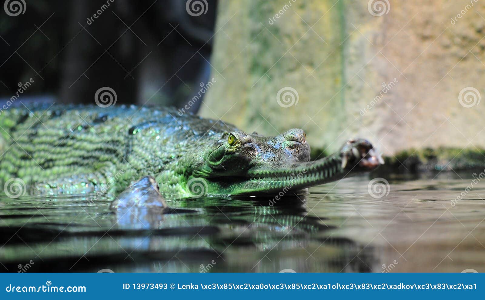 Indian gavial stock image. Image of praha, gavial, fierce - 13973493