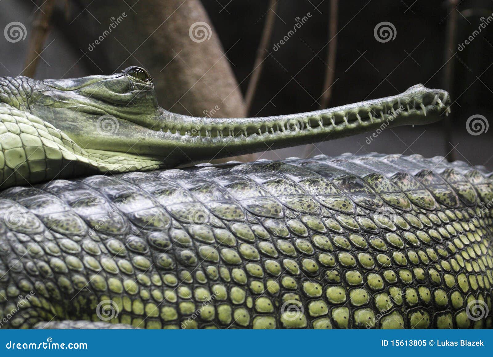 Indian gavial stock image. Image of gavial, skin, indian - 15613805