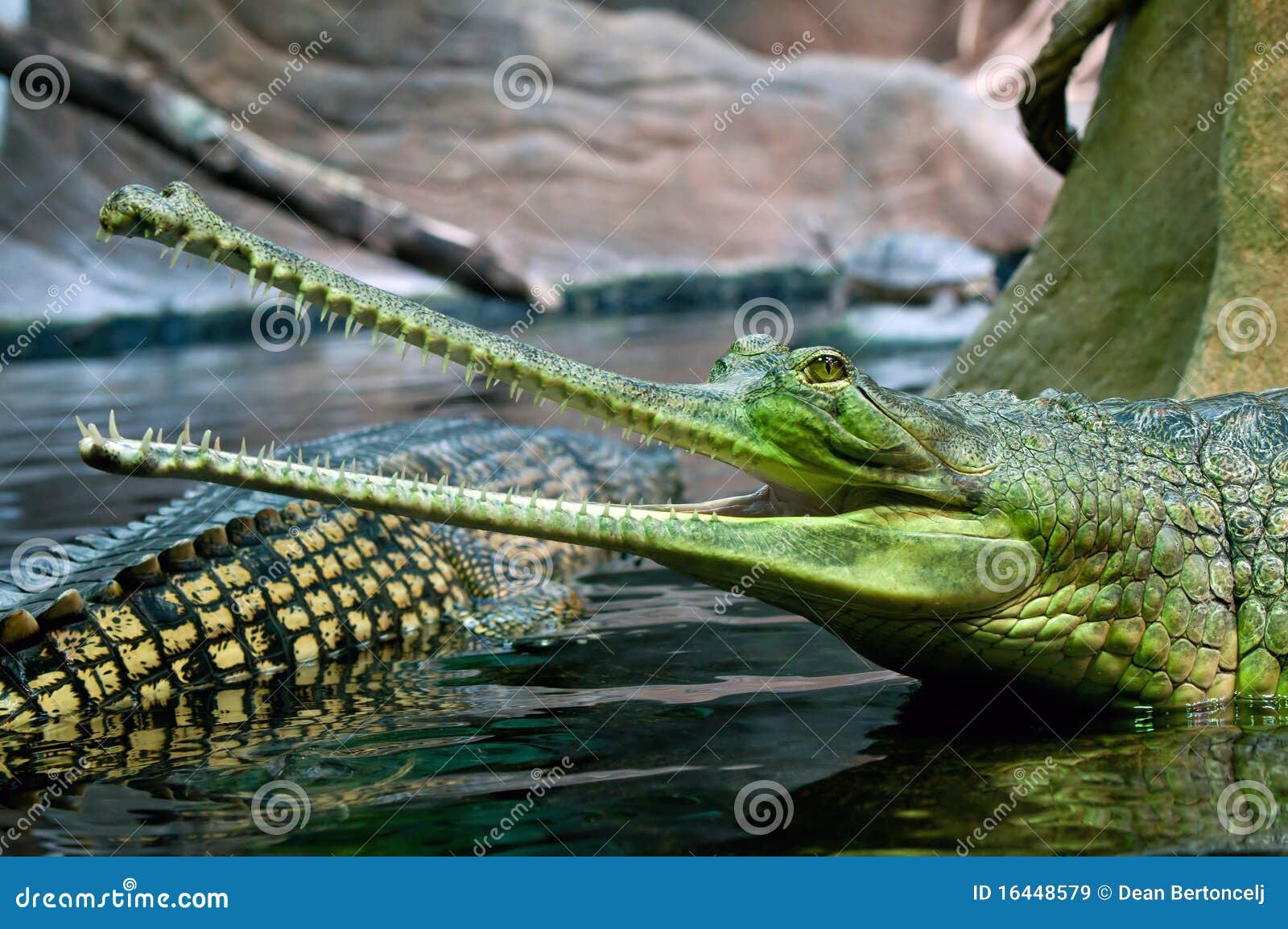 Indian gavial stock image. Image of eyes, sneak, crocodile - 16448579