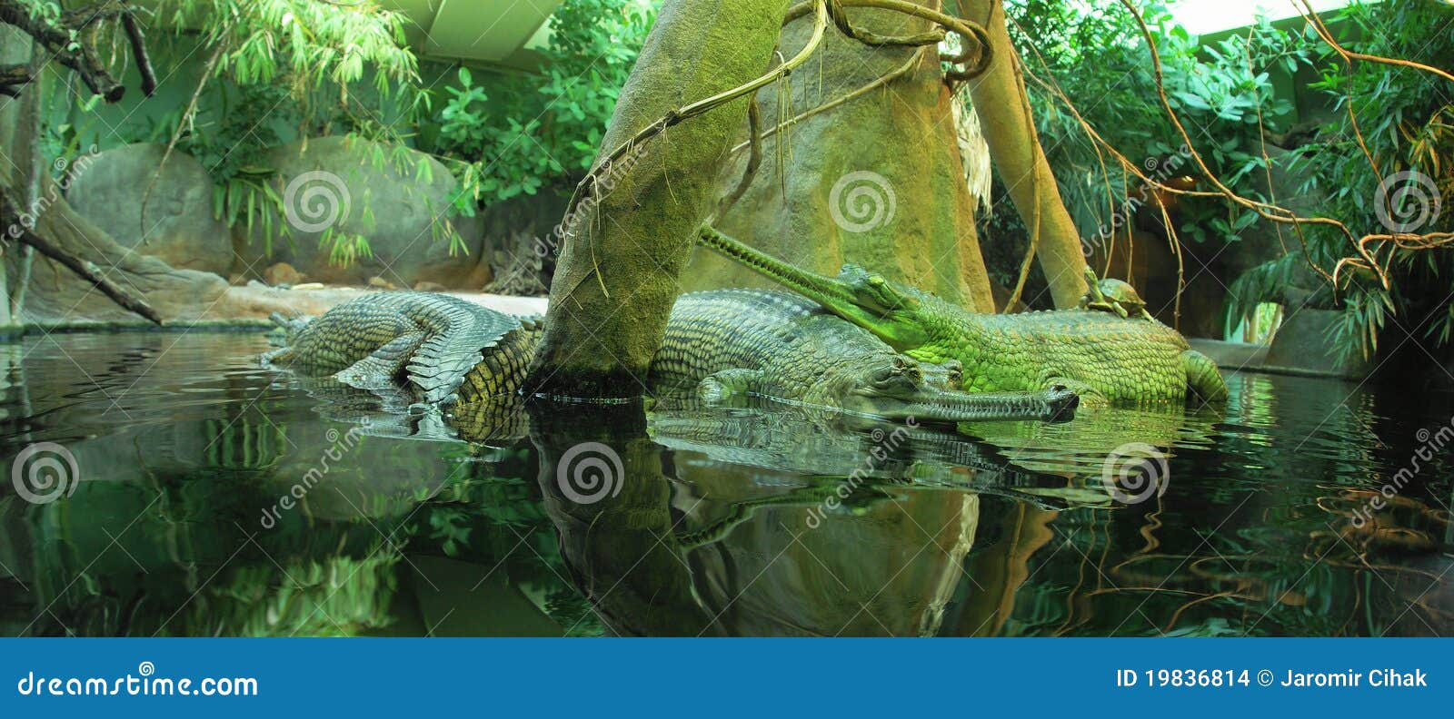 Indian gavial stock photo. Image of teeth, reptile, indian - 19836814