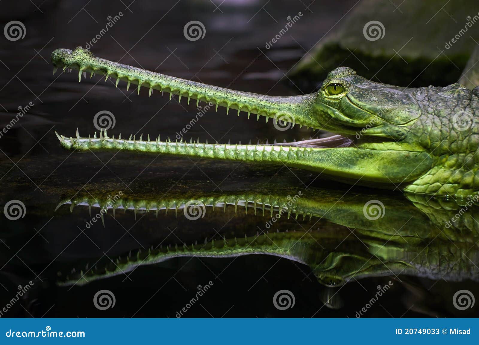 Indian Gavial stock image. Image of endurance, jaws, alligator - 20749033