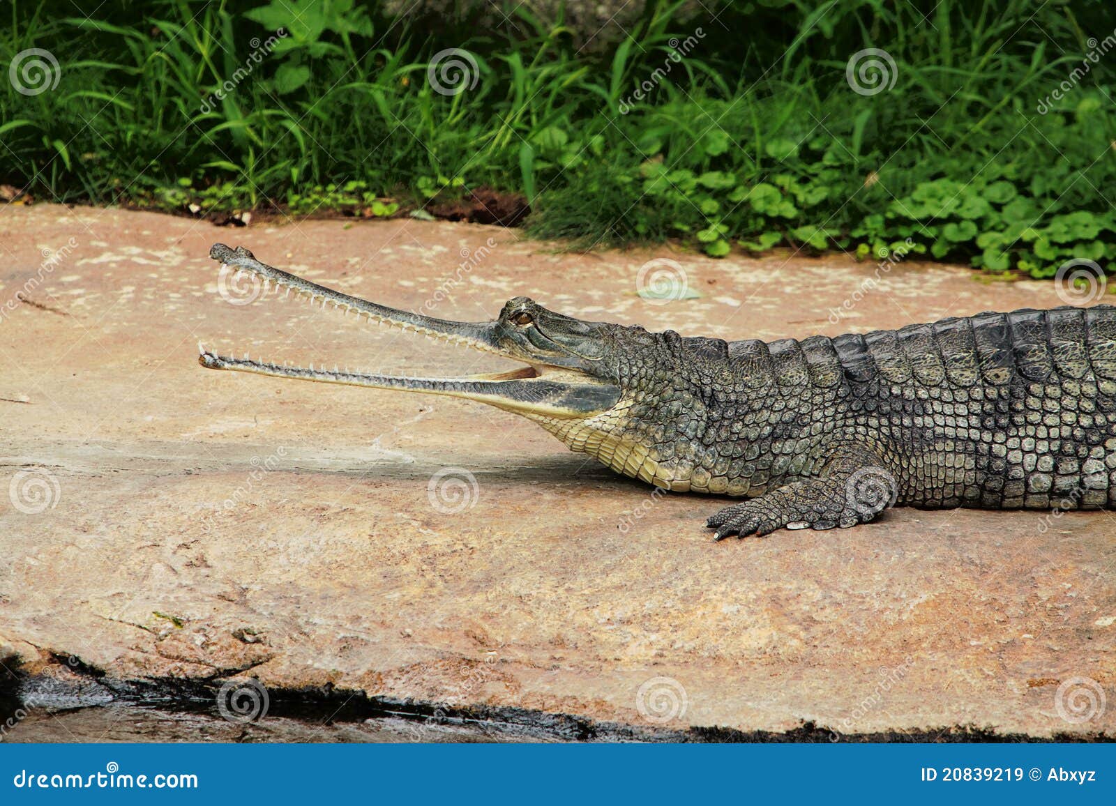 Indian Gavial (Gavialis Gangeticus) Stock Photo | CartoonDealer.com ...