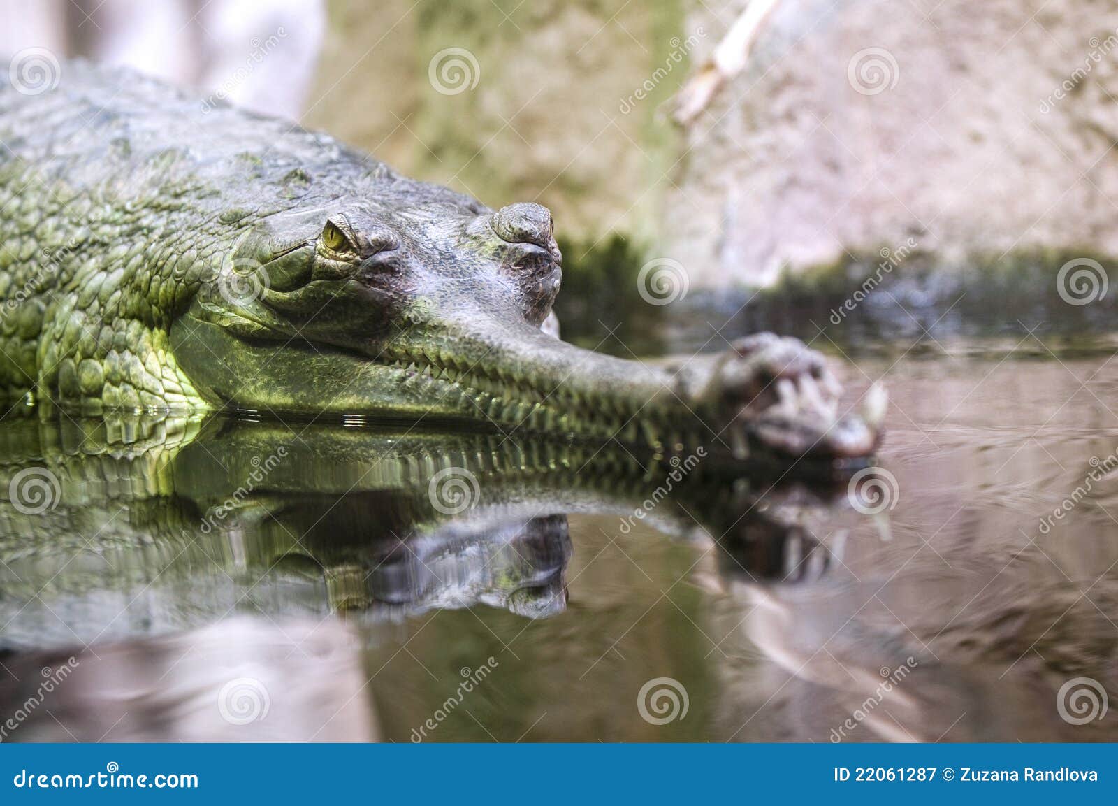 Indian gavial stock image. Image of garden, closeup, gavial - 22061287