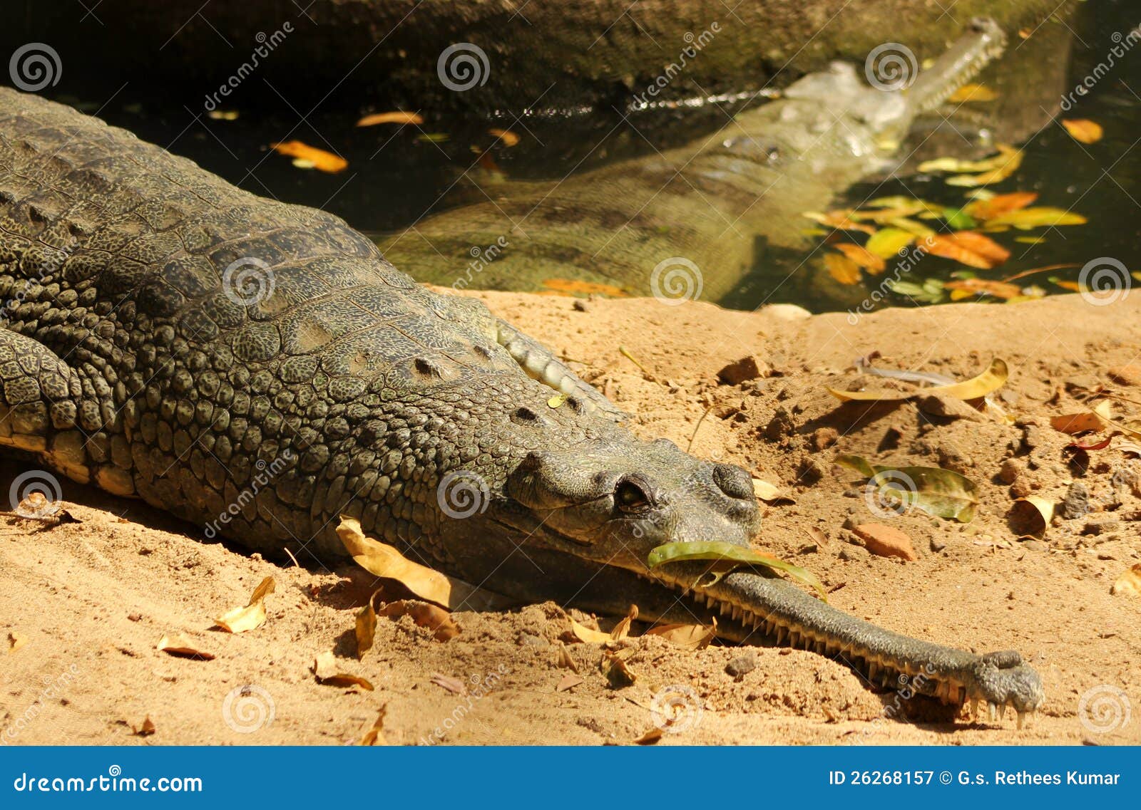 Indian gavial stock image. Image of indian, mouth, close - 26268157