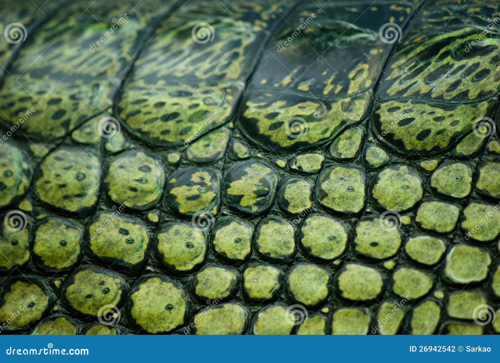 Crocodile Scales Texture Royalty-Free Stock Photography | CartoonDealer ...