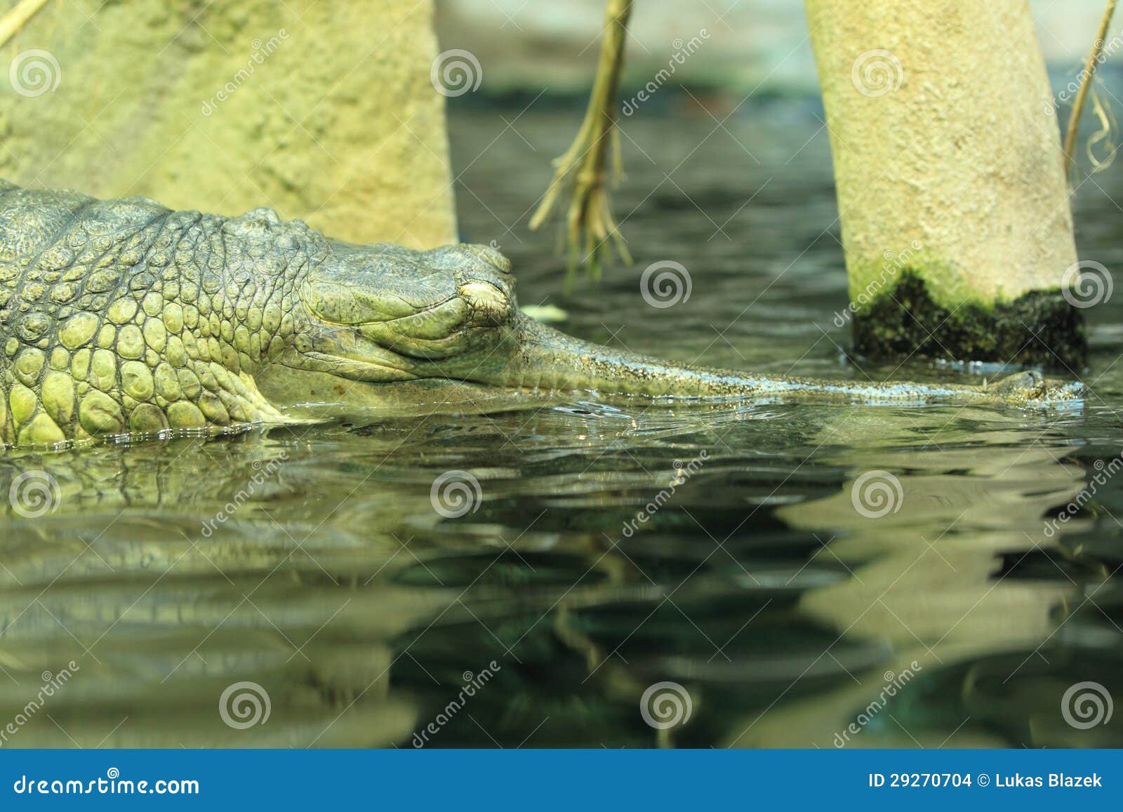 Indian Gavial Royalty-Free Stock Photography | CartoonDealer.com #36296819