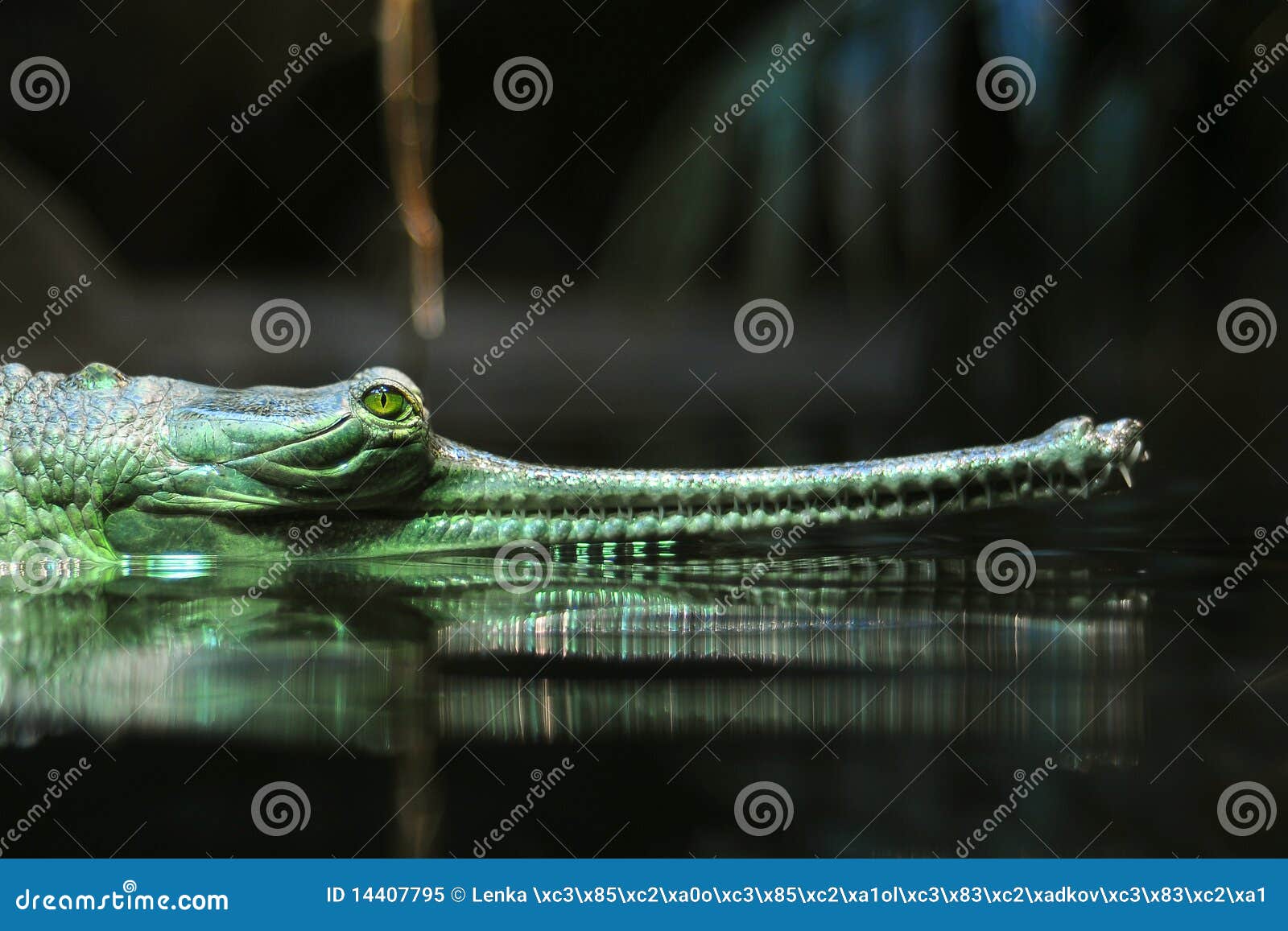Indian gavial head stock image. Image of brown, praha - 14407795