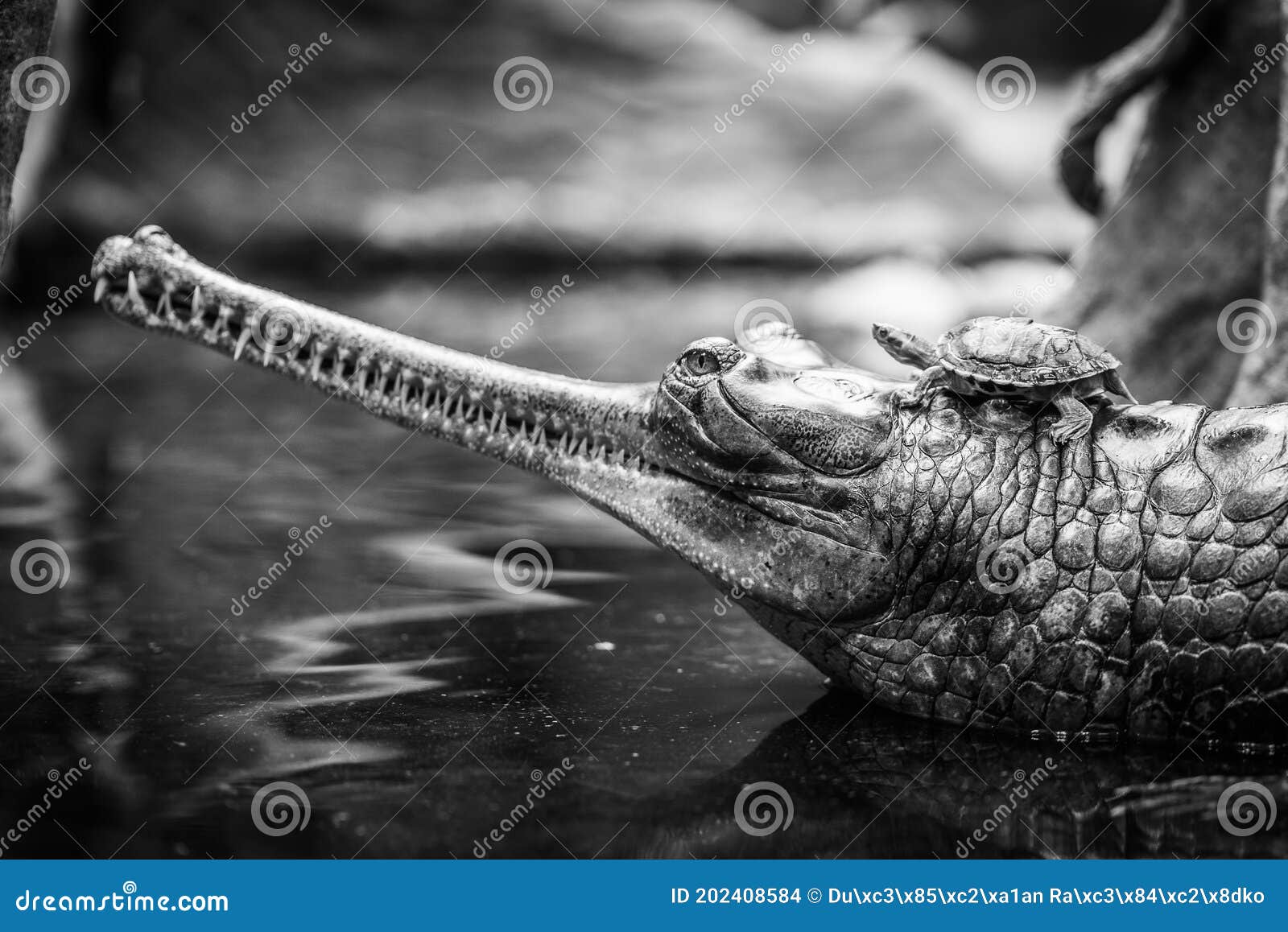 Indian gavial in the zoo stock photo. Image of crocodilian - 202408584