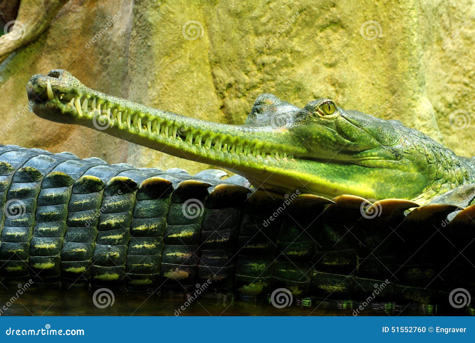 Indian gavials stock photo. Image of animals, scales - 51552760