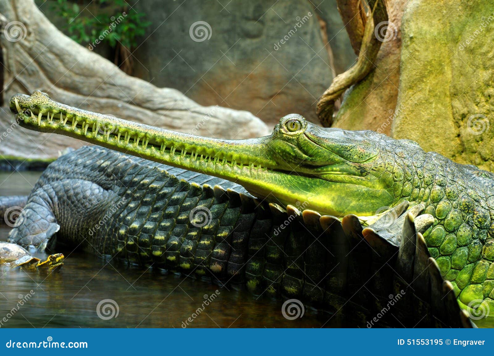 Indian gavials 2 stock image. Image of indian, gavial - 51553195