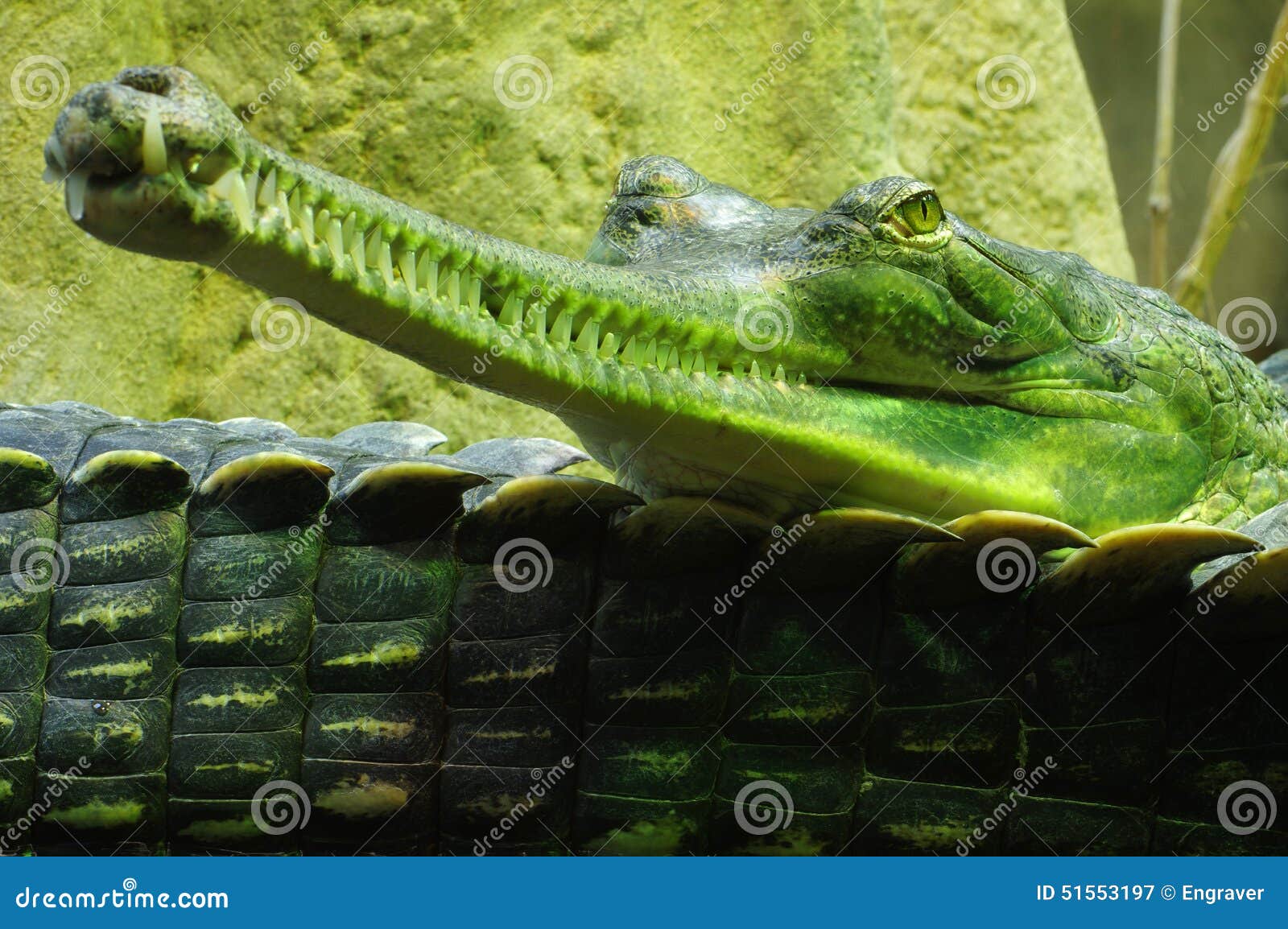 Indian gavials 3 stock image. Image of asia, teeth, scales - 51553197