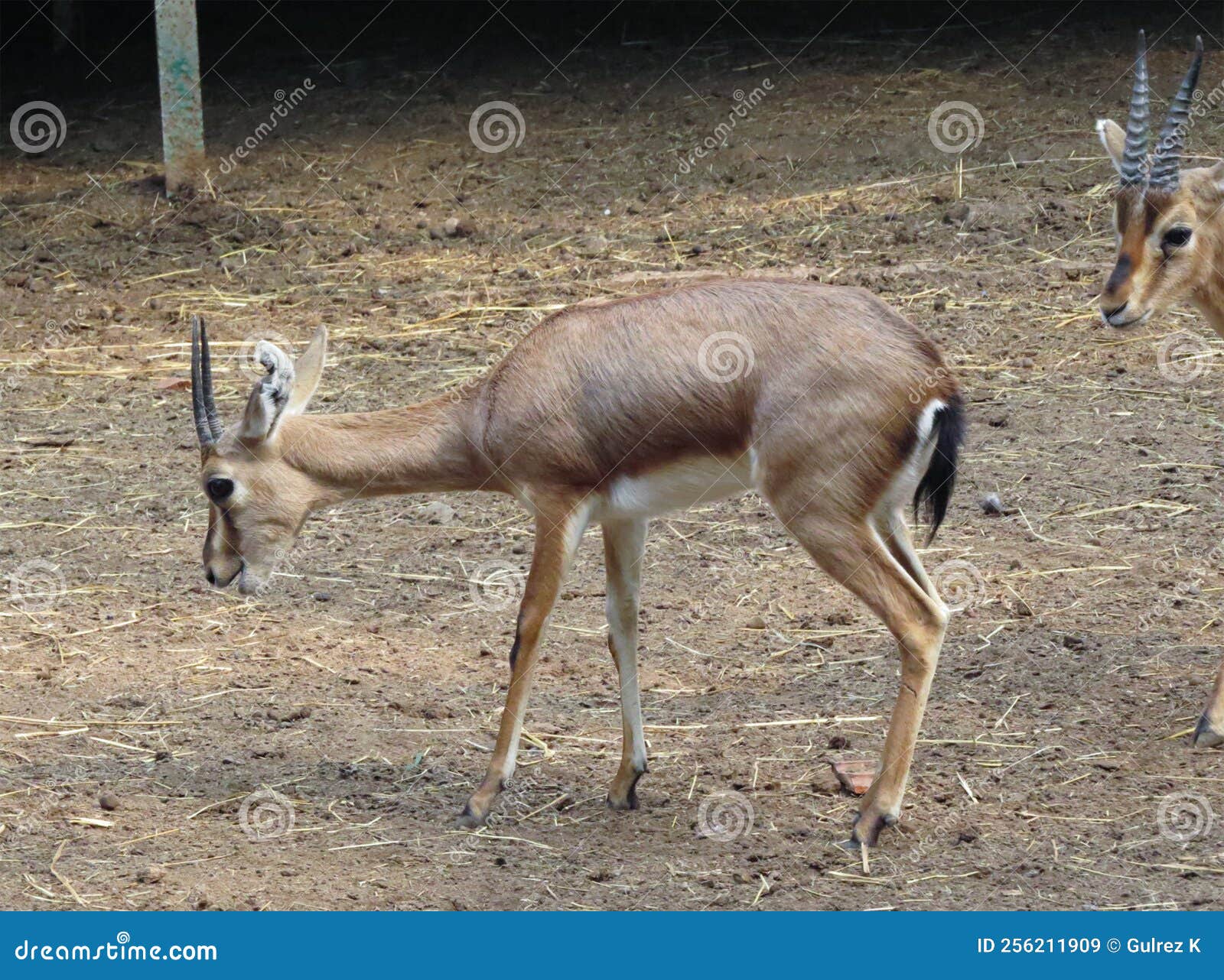 Indian Gazelle or Chinkara Deer, India Stock Image - Image of horn ...