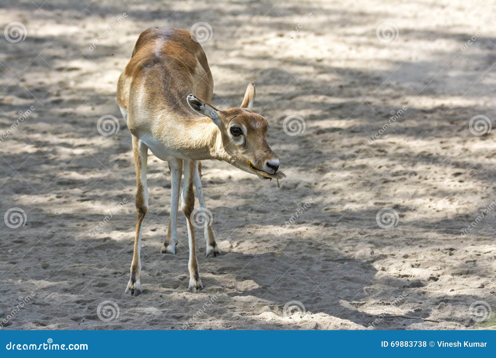 Indian Gazelle stock photo. Image of deer, background - 69883738