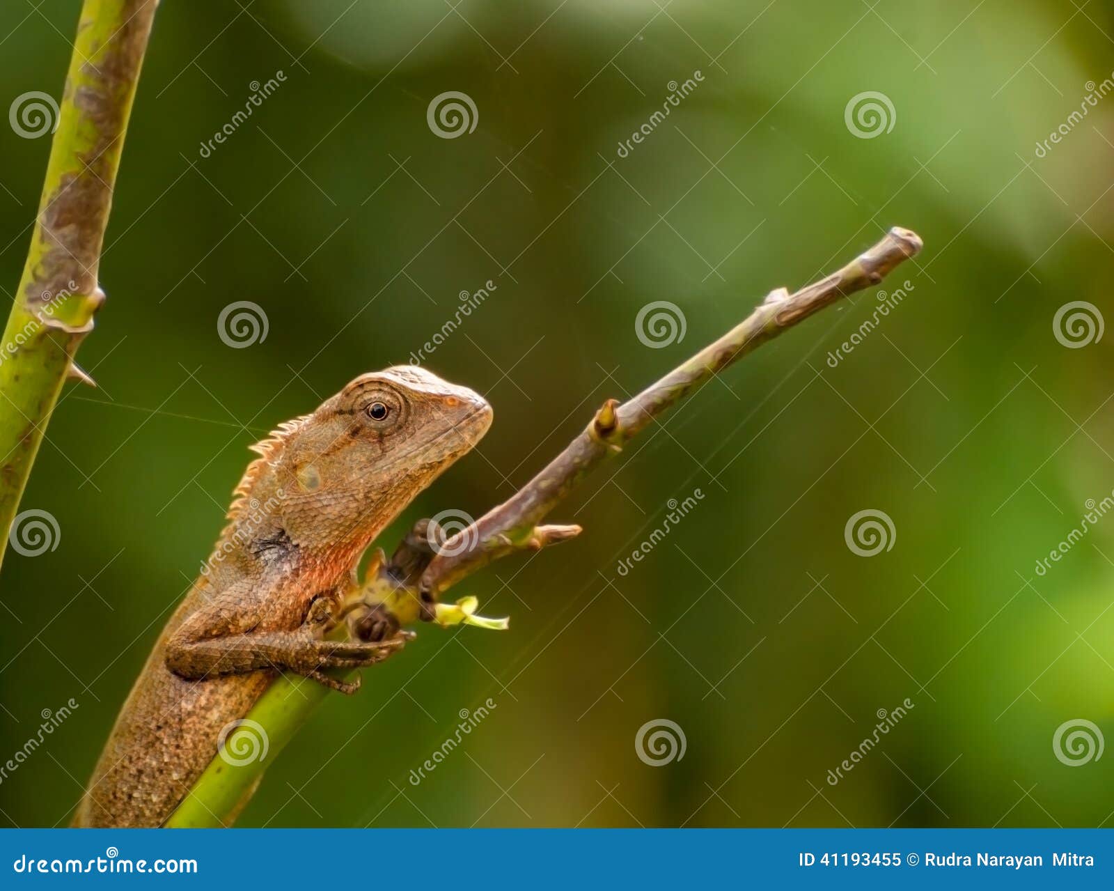 Indian Gecko on a Tree Trunk Stock Image - Image of curved, long: 41193455