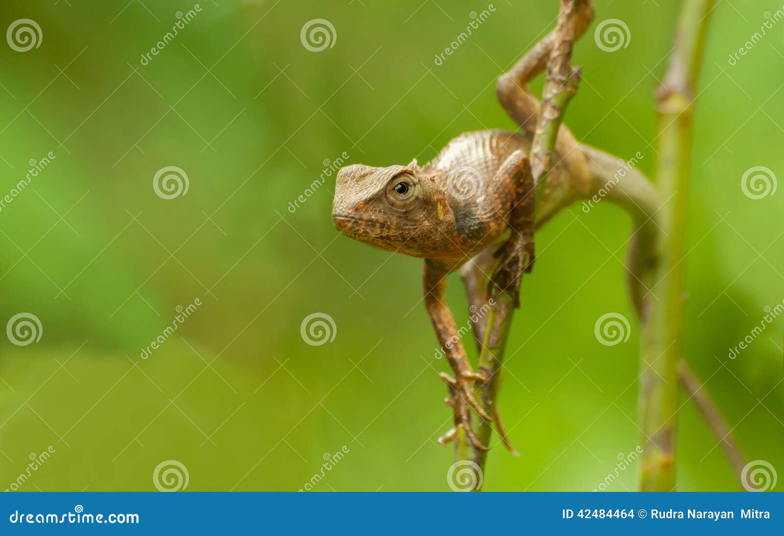 Indian Gecko on a Tree Trunk Stock Photo - Image of focus, body: 42484464