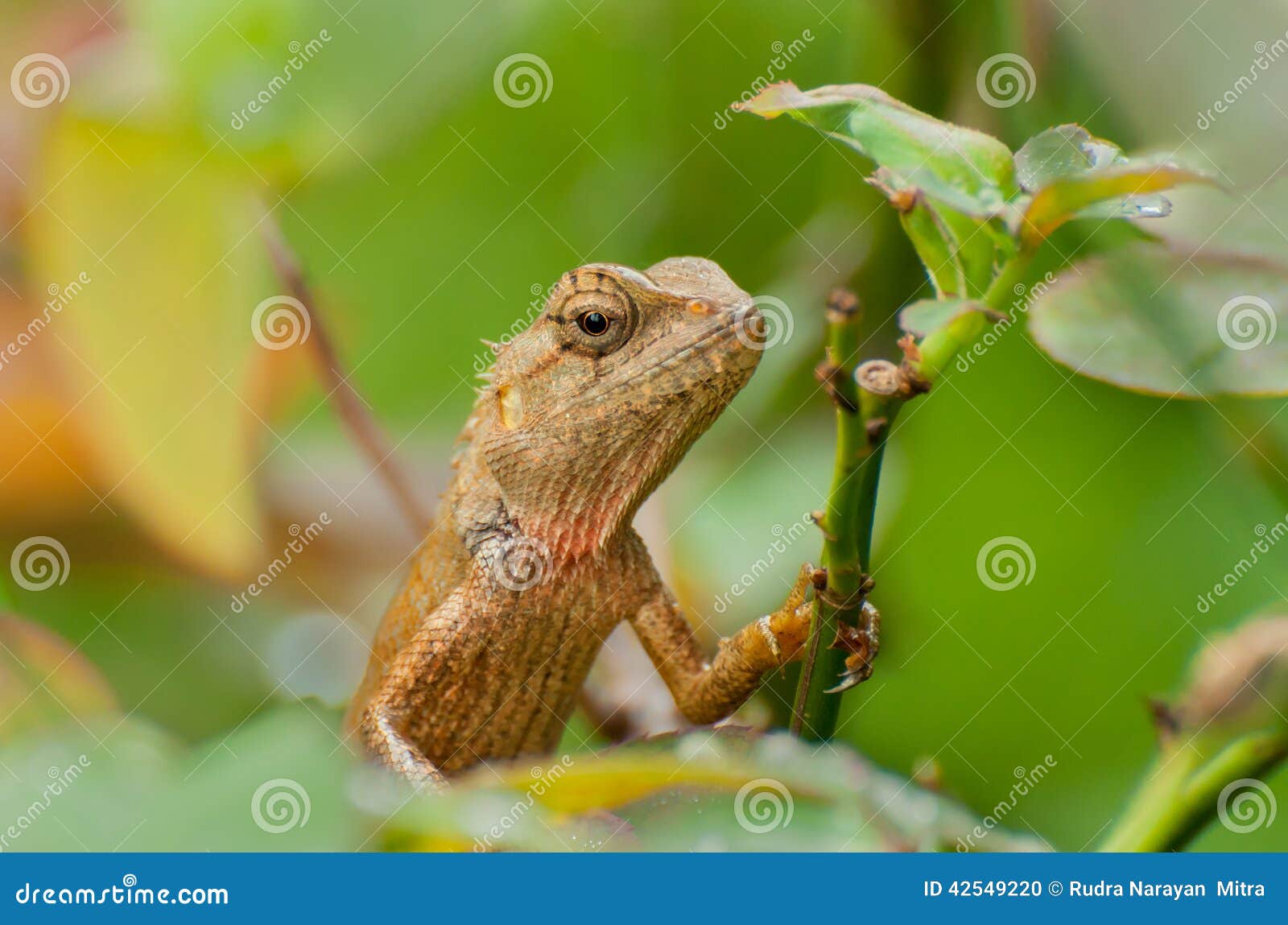 Indian Gecko on a Tree Trunk Stock Photo - Image of india, beige: 42549220