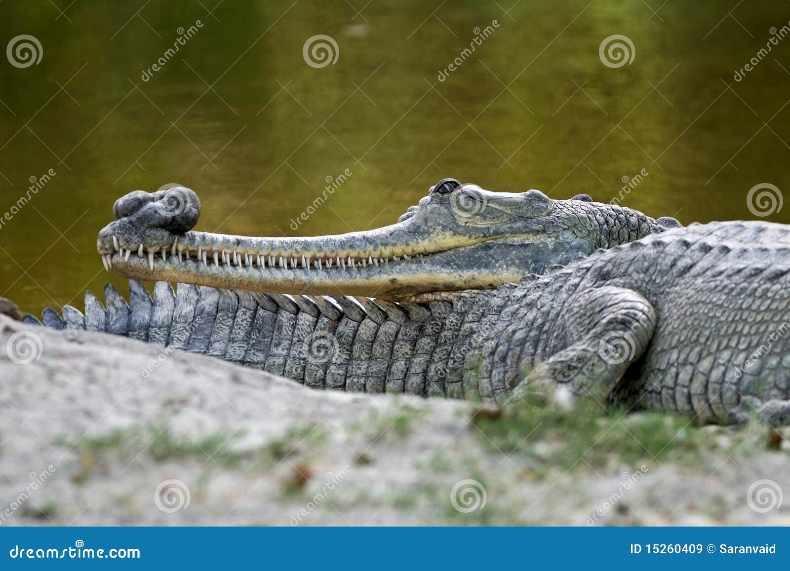 Indian Gharial stock image. Image of face, eyes, park - 15260409