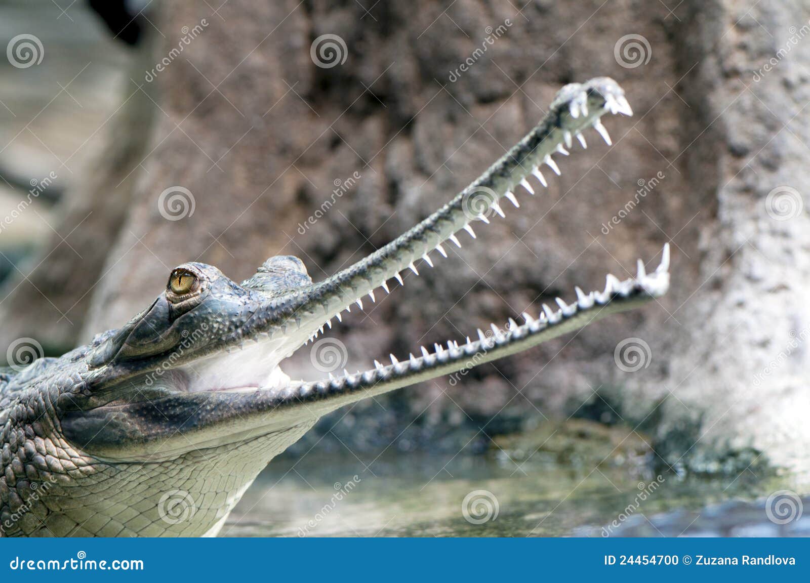 Indian gharial stock photo. Image of animal, india, gharial - 24454700