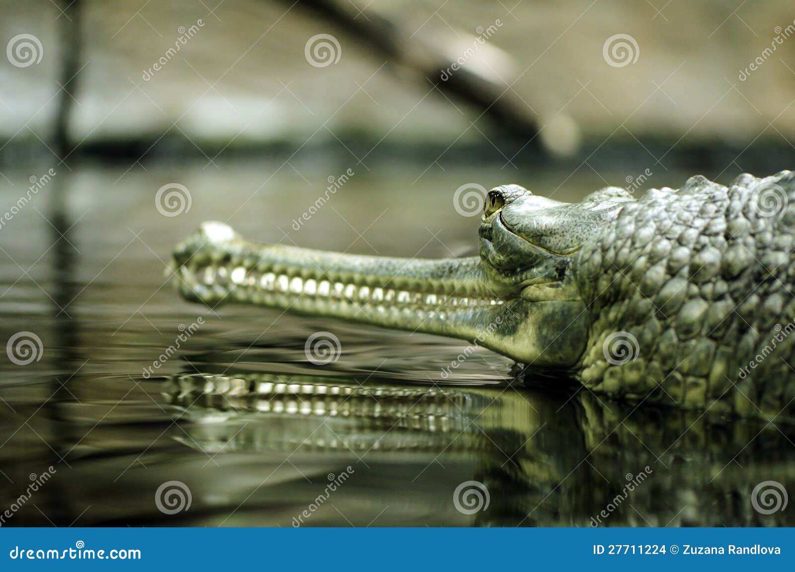 An Indian gharial stock photo. Image of gharial, endangered - 27711224