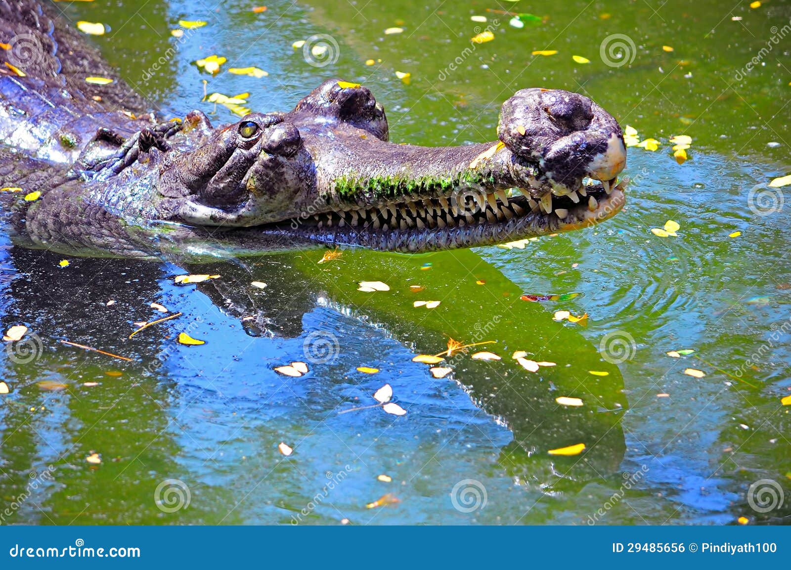 Gharial Alligator Crocodile Pair Royalty-Free Stock Image ...