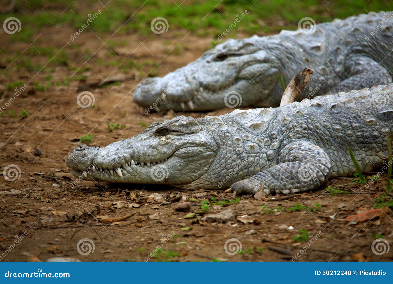 Indian Gharial Crocodiles Stock Photo - Image: 30212240