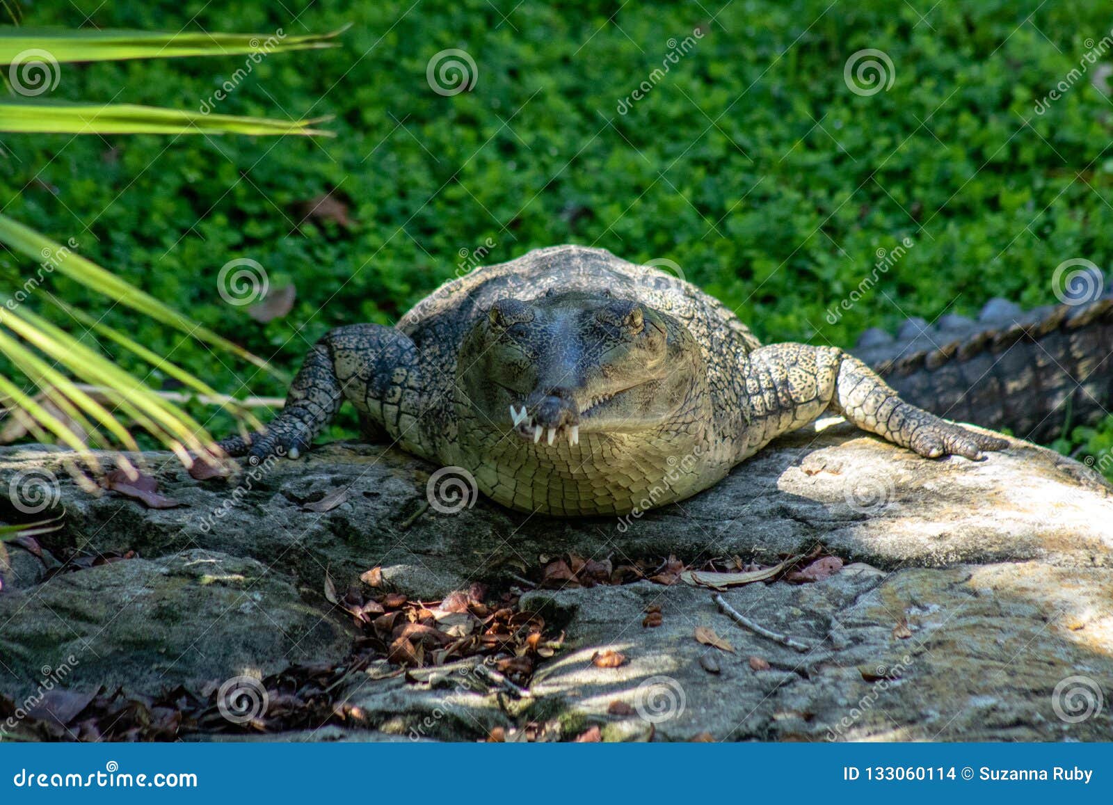 Indian ghiral stock photo. Image of teeth, gray, ghiral - 133060114