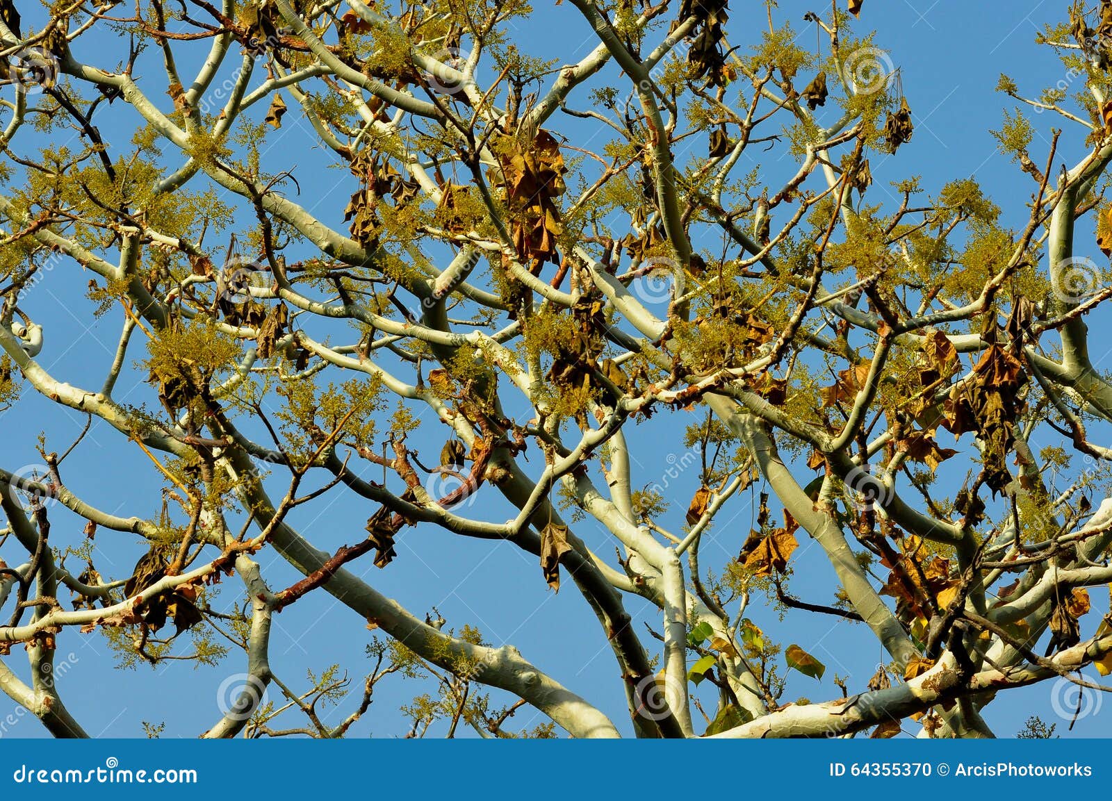 Indian Ghost tree stock photo. Image of calm, heritage - 64355370
