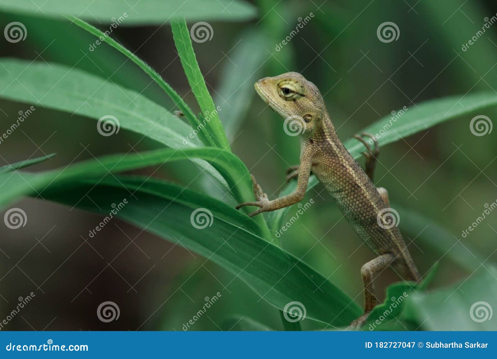 Indian Girgit or Garden Lizard or Chameleon on a Green Plant Looking at ...
