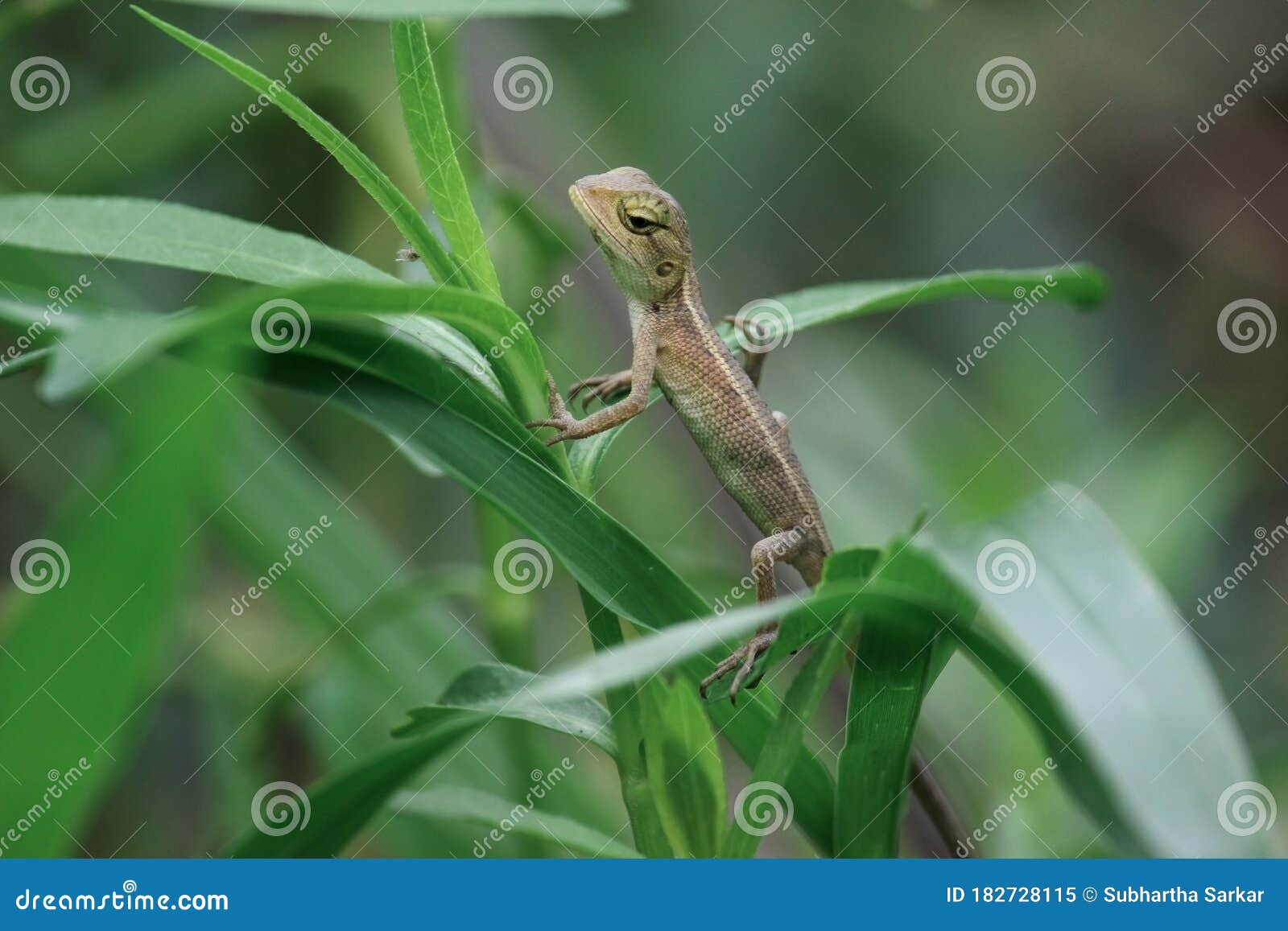 Indian Girgit or Garden Lizard or Chameleon on a Green Plant Looking at ...