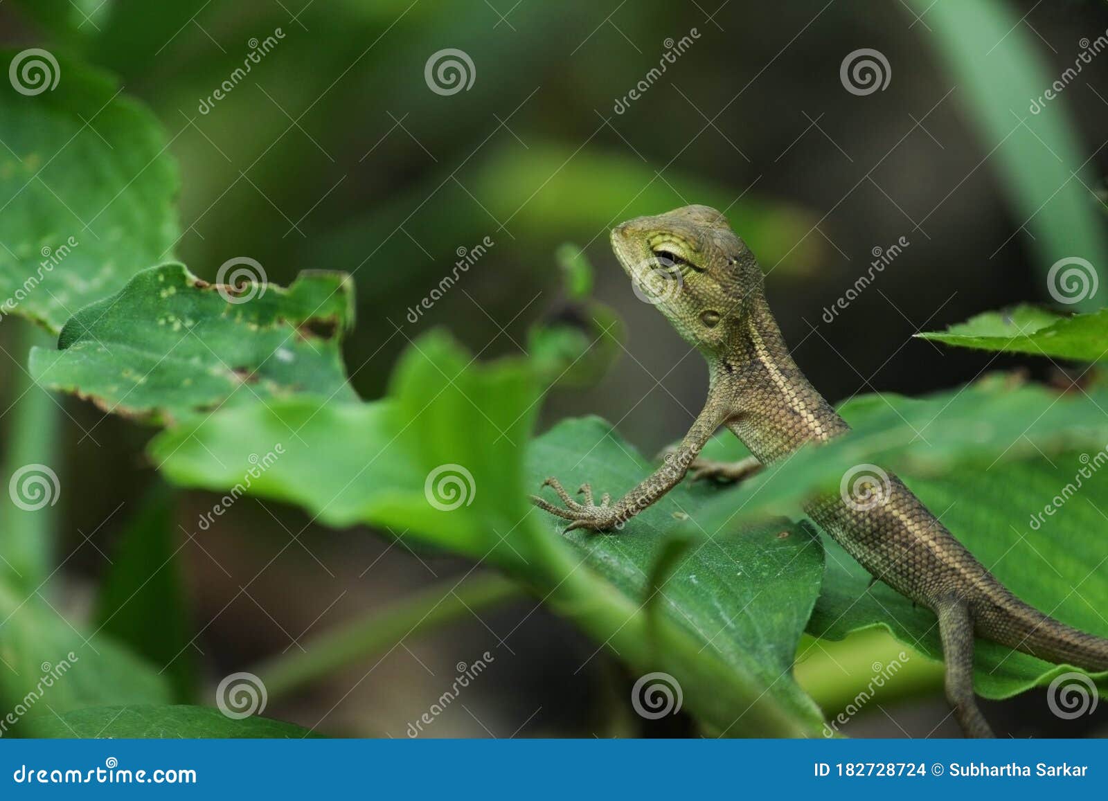 Indian Girgit Stock Photos - Free & Royalty-Free Stock Photos from ...