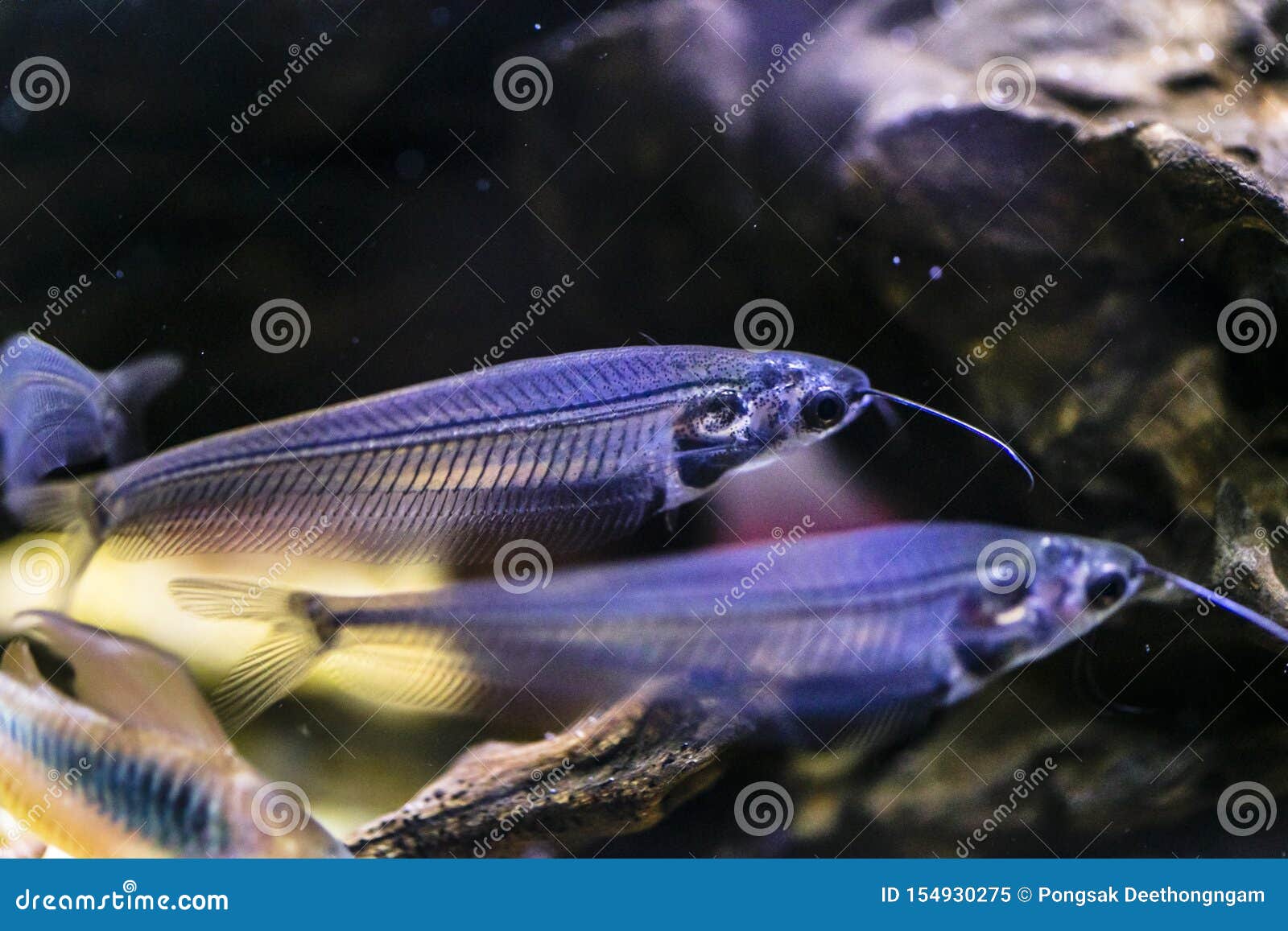 Indian glass catfish stock image. Image of transparent - 154930275