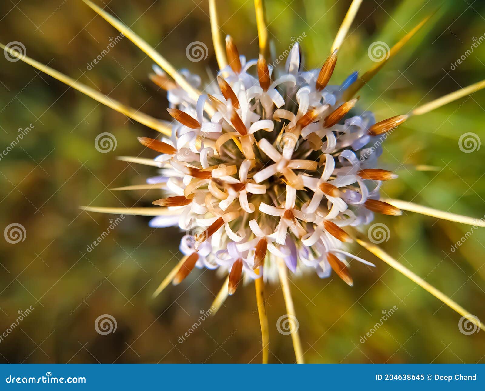 Indian Globe Thistle Echinops Echinatus Stock Image - Image of close ...