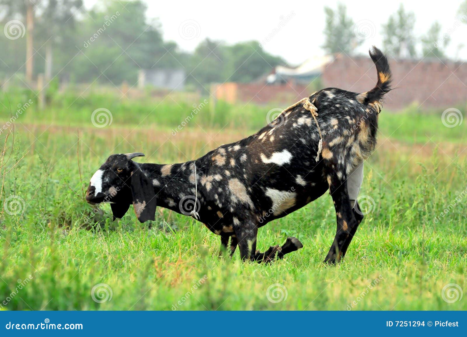 Indian goat stock photo. Image of standing, background - 7251294